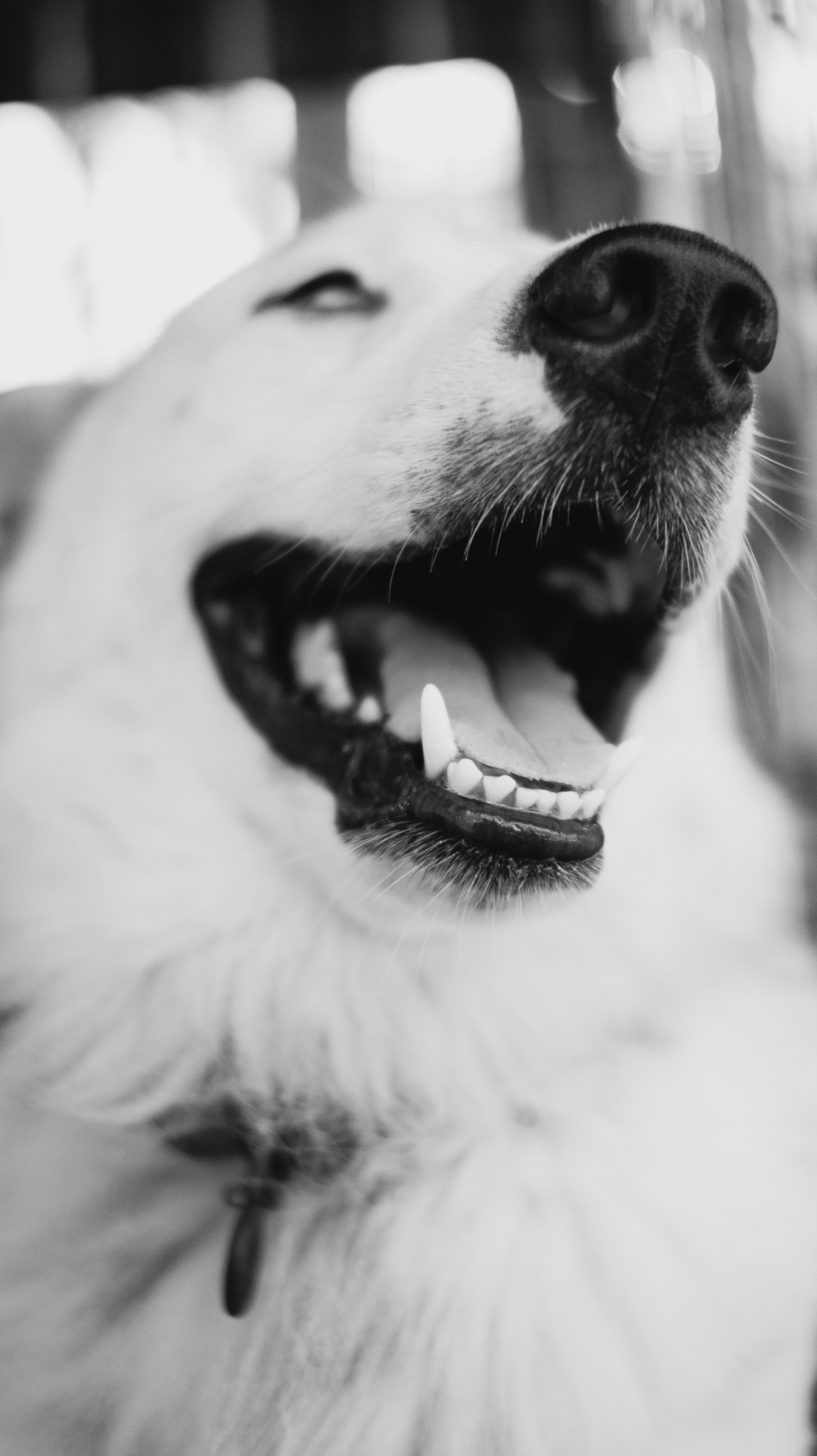 Grayscale Photo of a Dog · Free Stock Photo