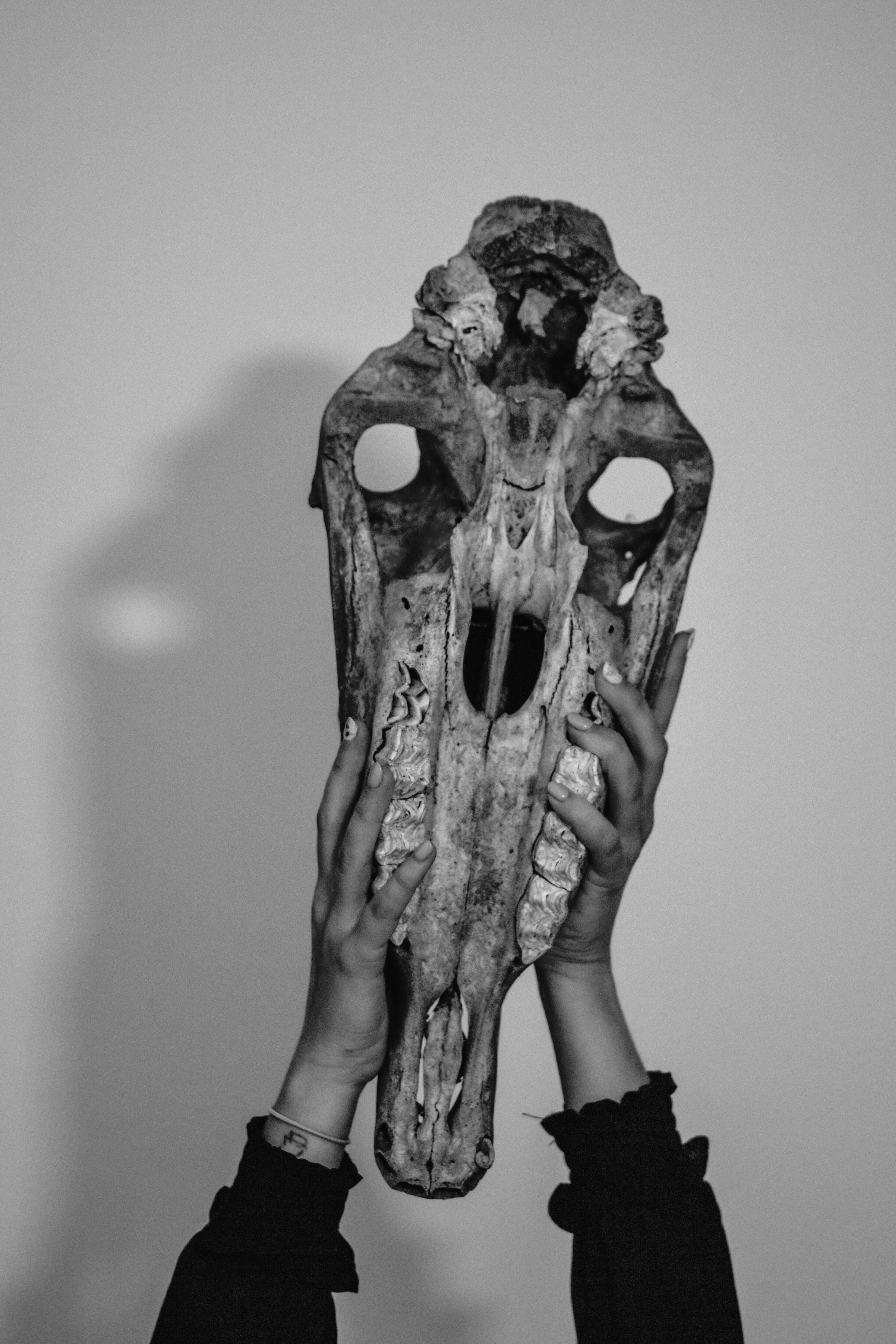 Skeleton Raising Its Hands Photos, Download The BEST Free Skeleton ...