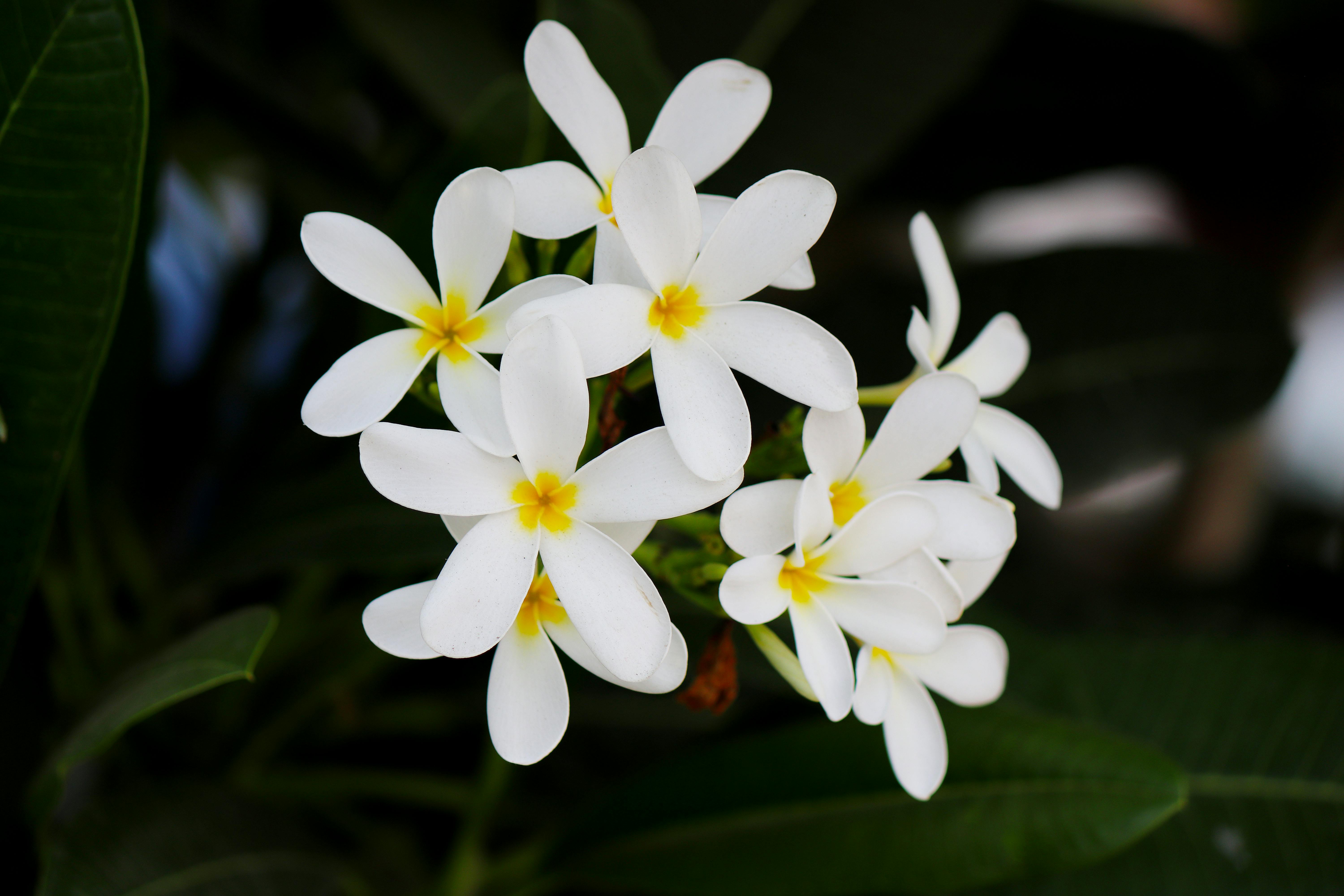 White 5 Petaled Flower in Close Up Photography · Free Stock Photo