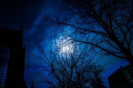 Free stock photos of dark trees · Pexels