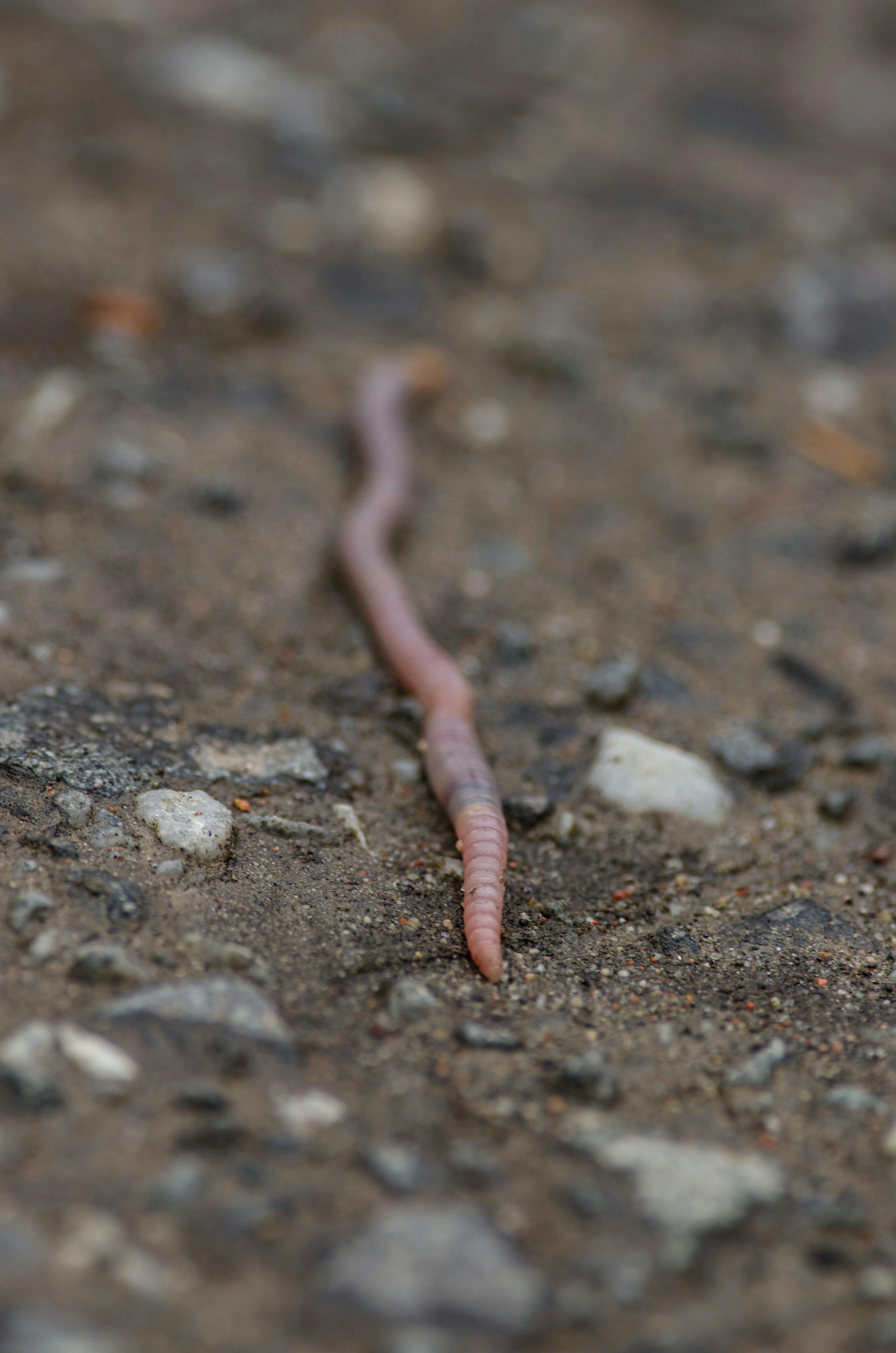 Earthworm Photos, Download The BEST Free Earthworm Stock Photos & HD Images