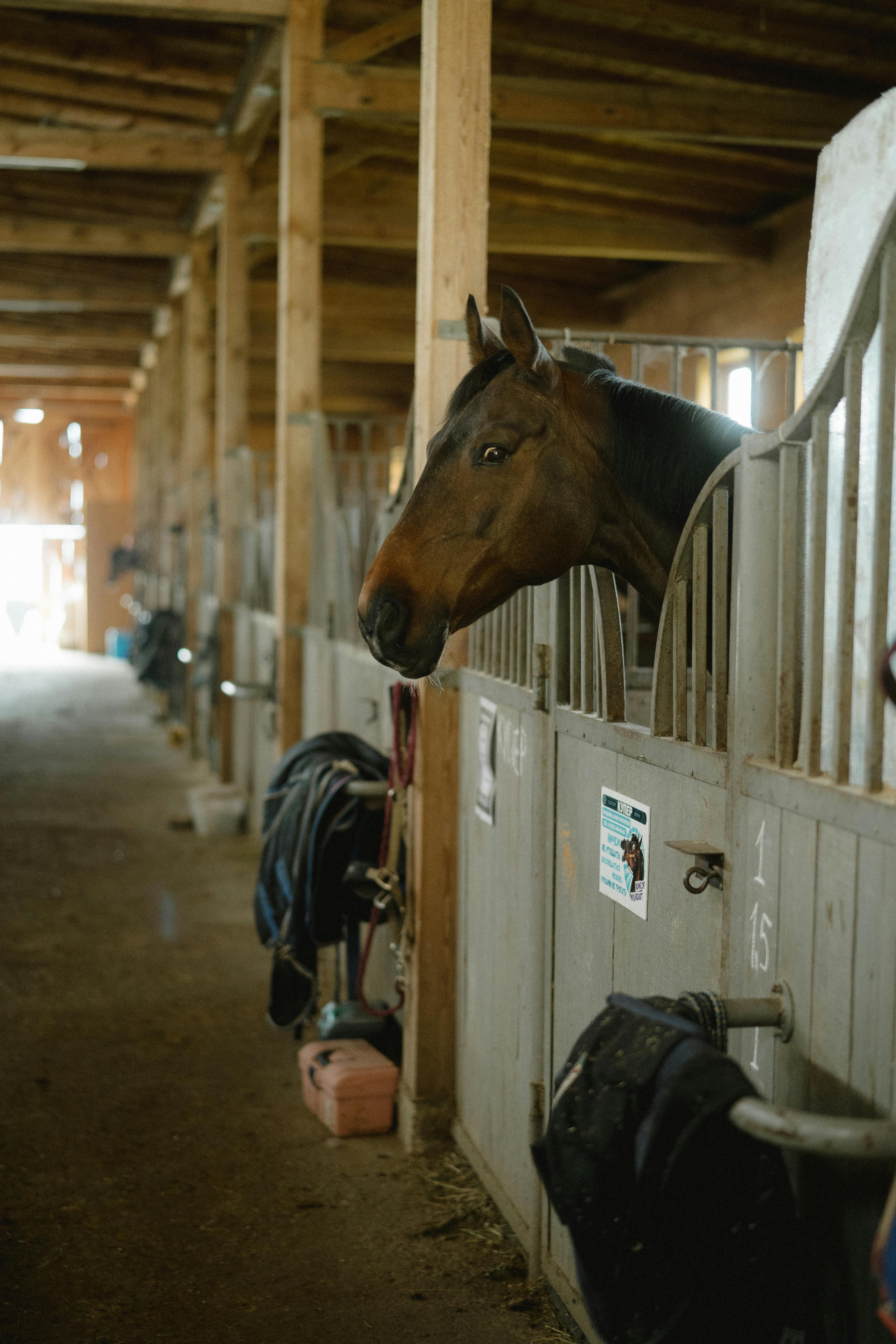 Brown Horse inside the Cage · Free Stock Photo