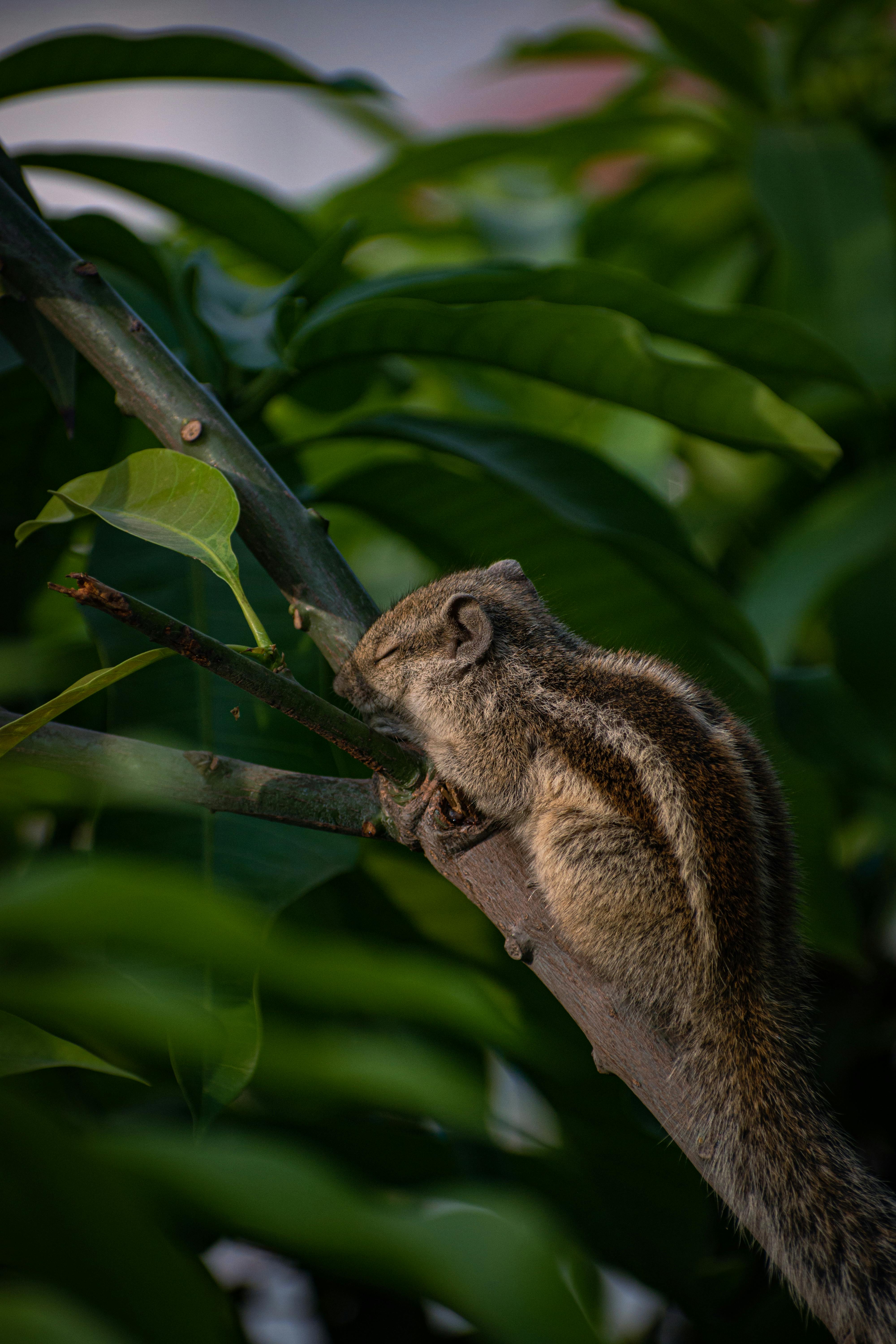 Free stock photo of animal pictures, animals in the wild, beauty in ...