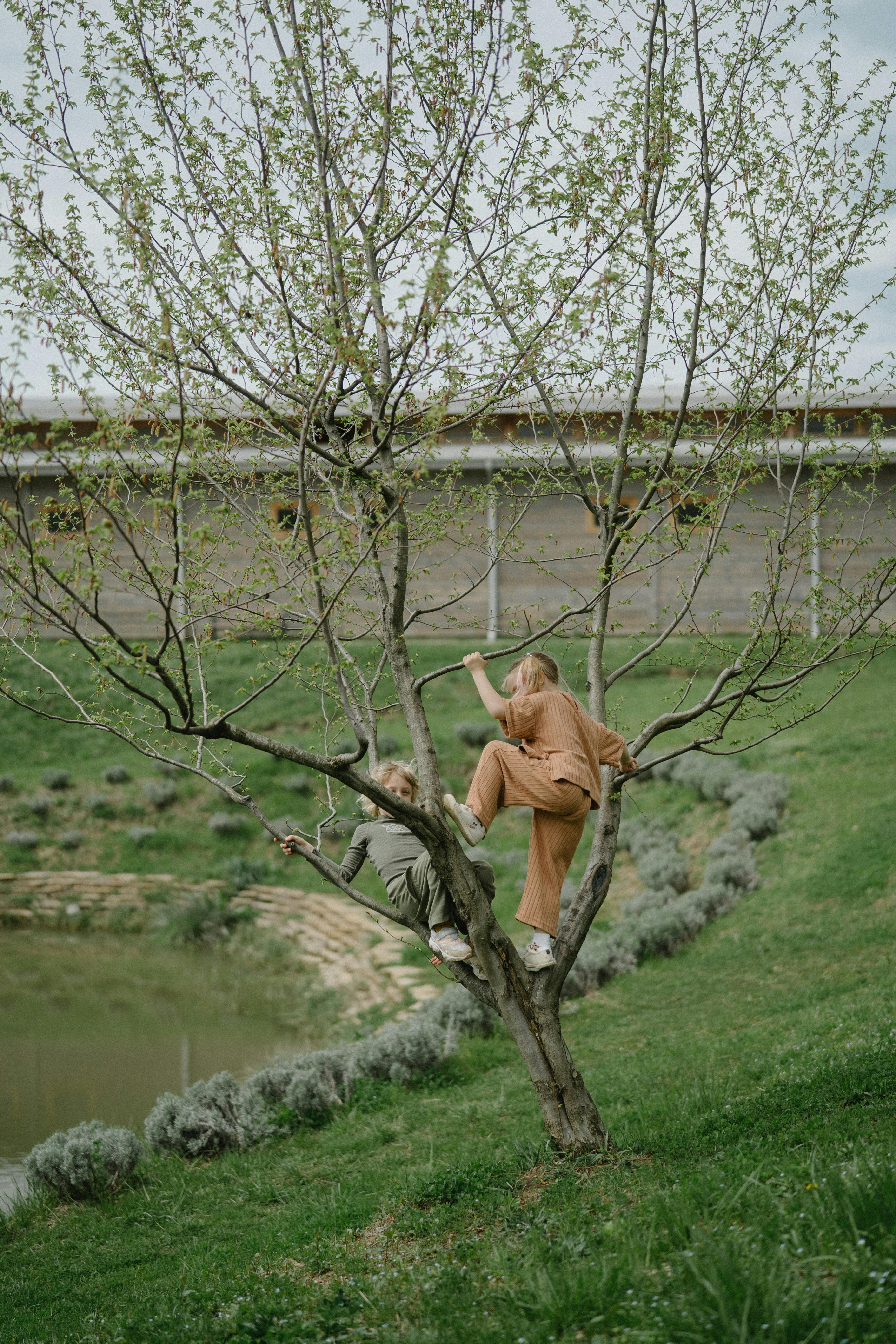 Kids Climbing Trees Photos, Download The BEST Free Kids Climbing Trees ...