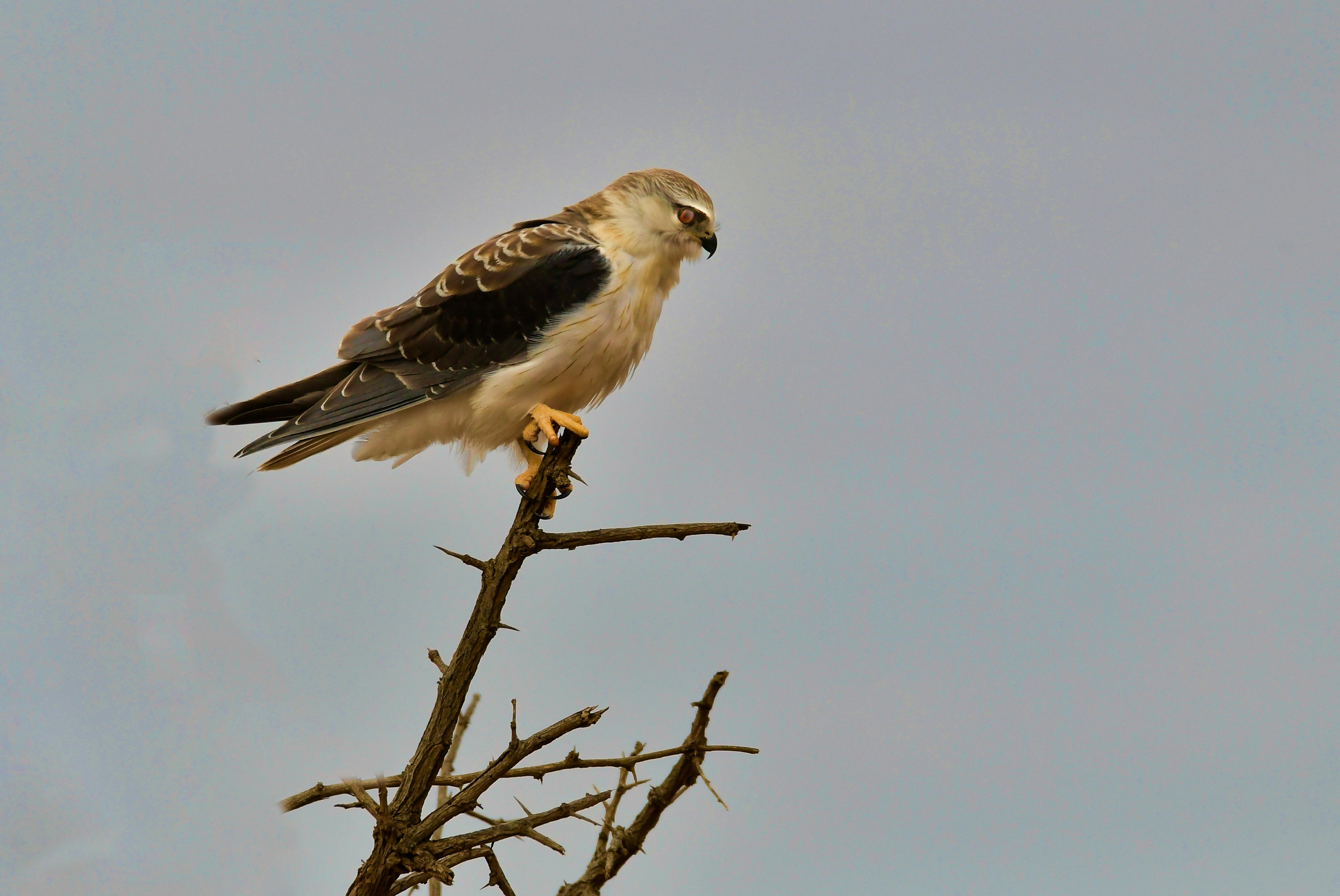 Free stock photo of falcon, kite, raptor
