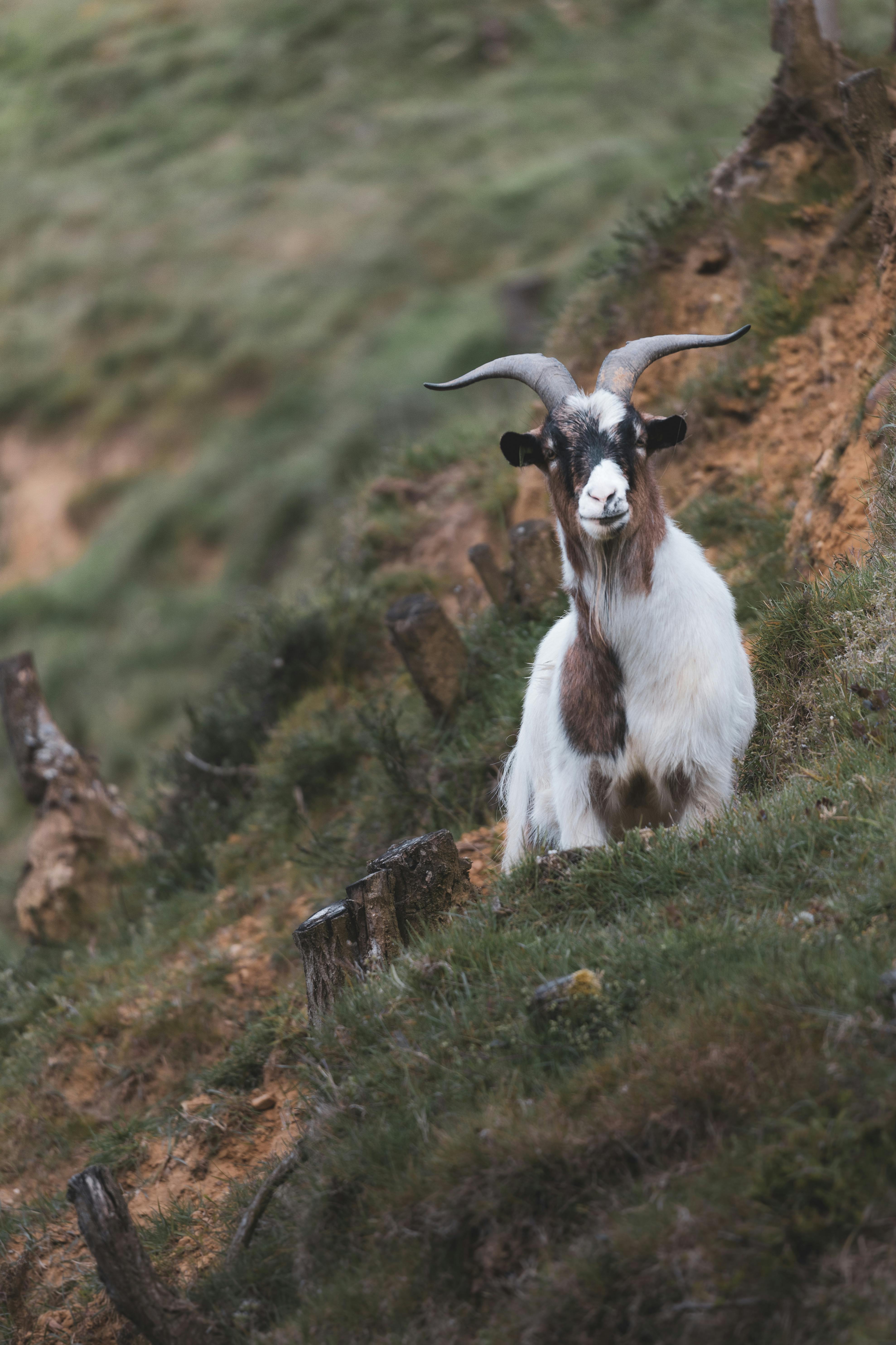 A Dutch Landrace Goat · Free Stock Photo