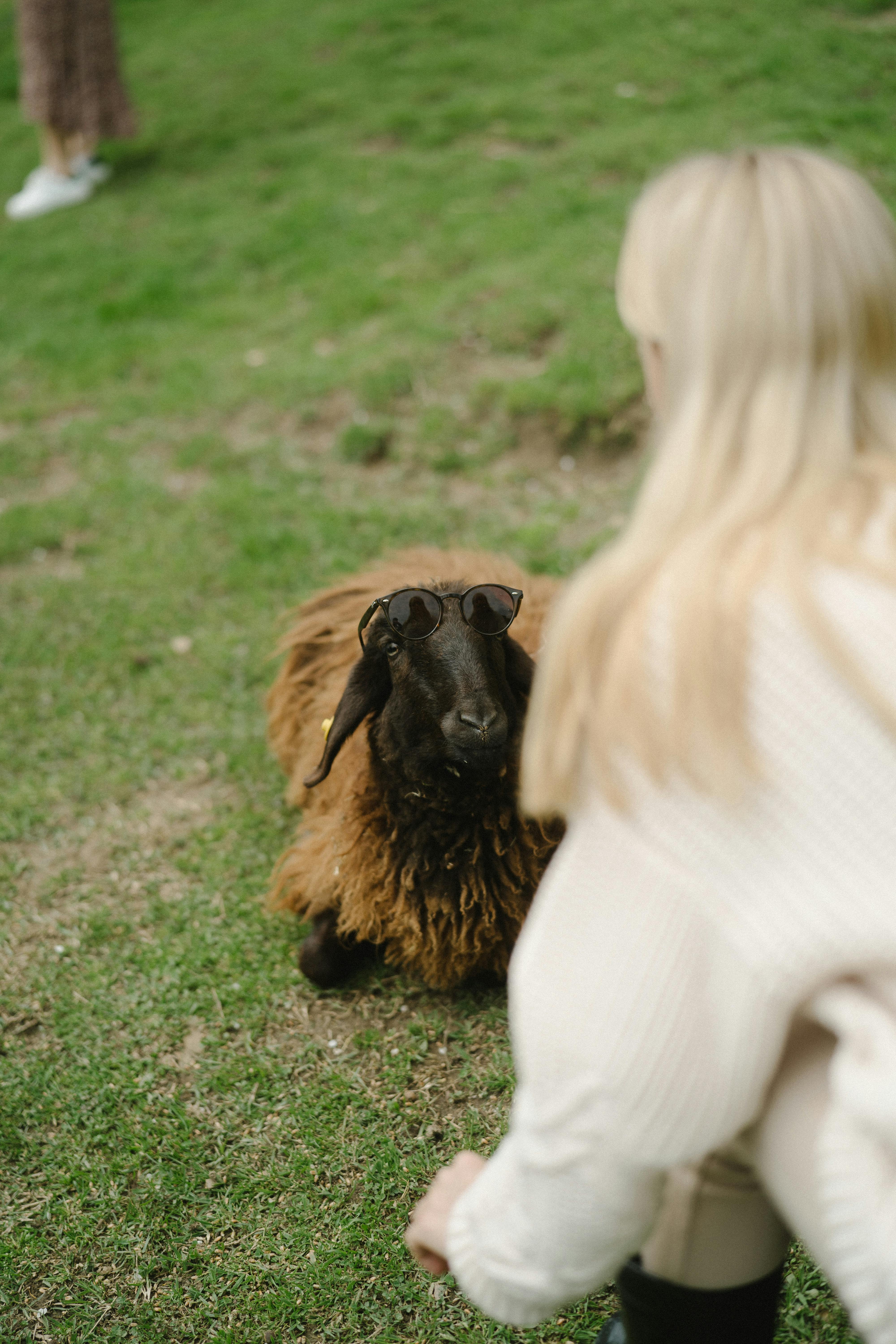 Protected Sheep Photos, Download The BEST Free Protected Sheep Stock ...
