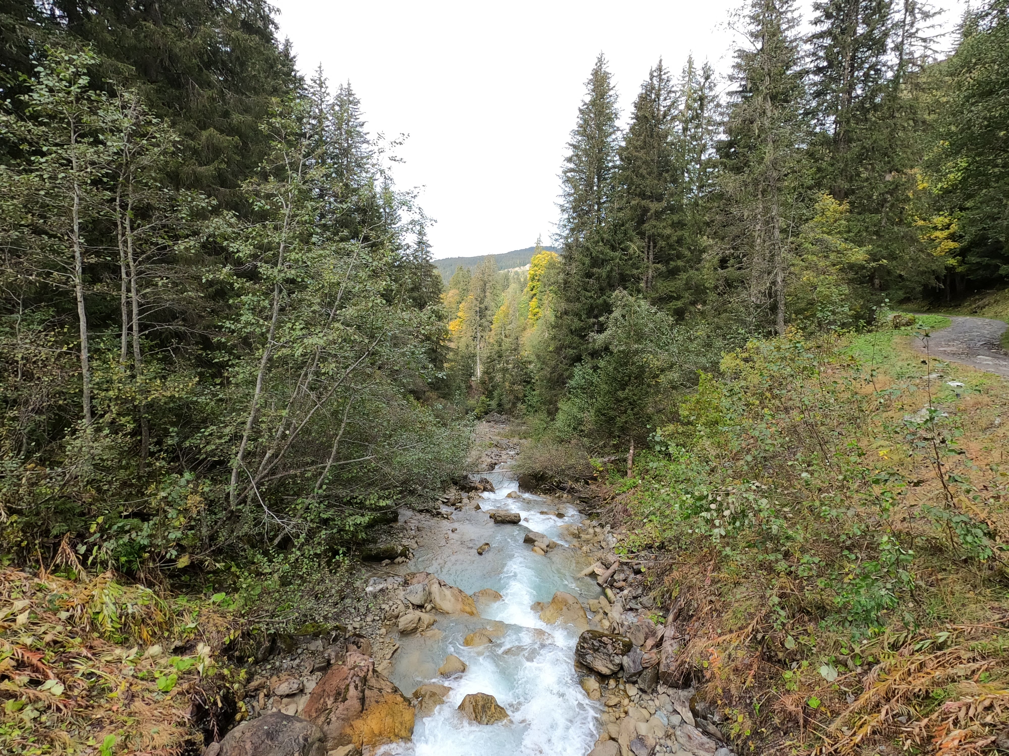 Stream in Forest · Free Stock Photo