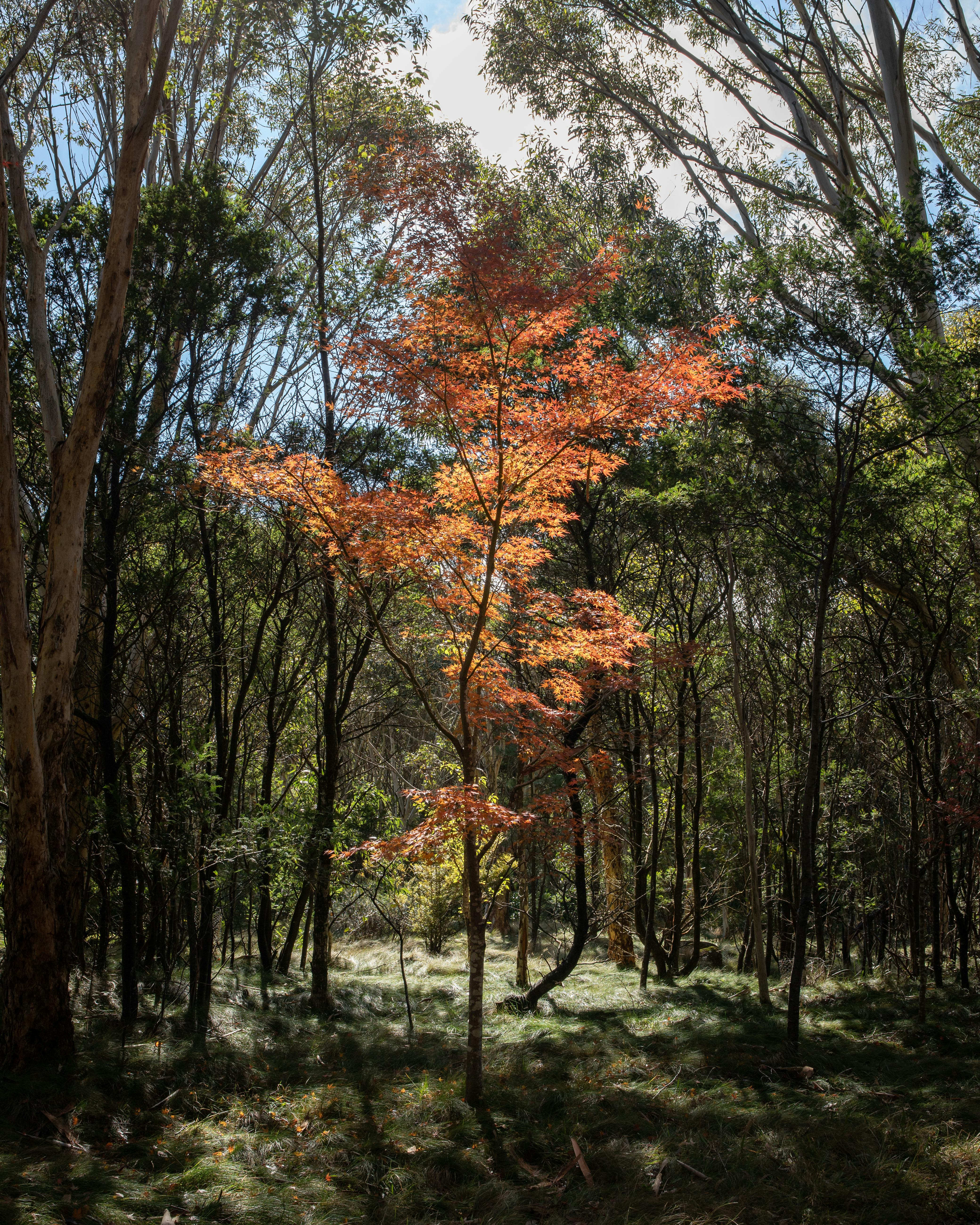 Trees in a Forest · Free Stock Photo