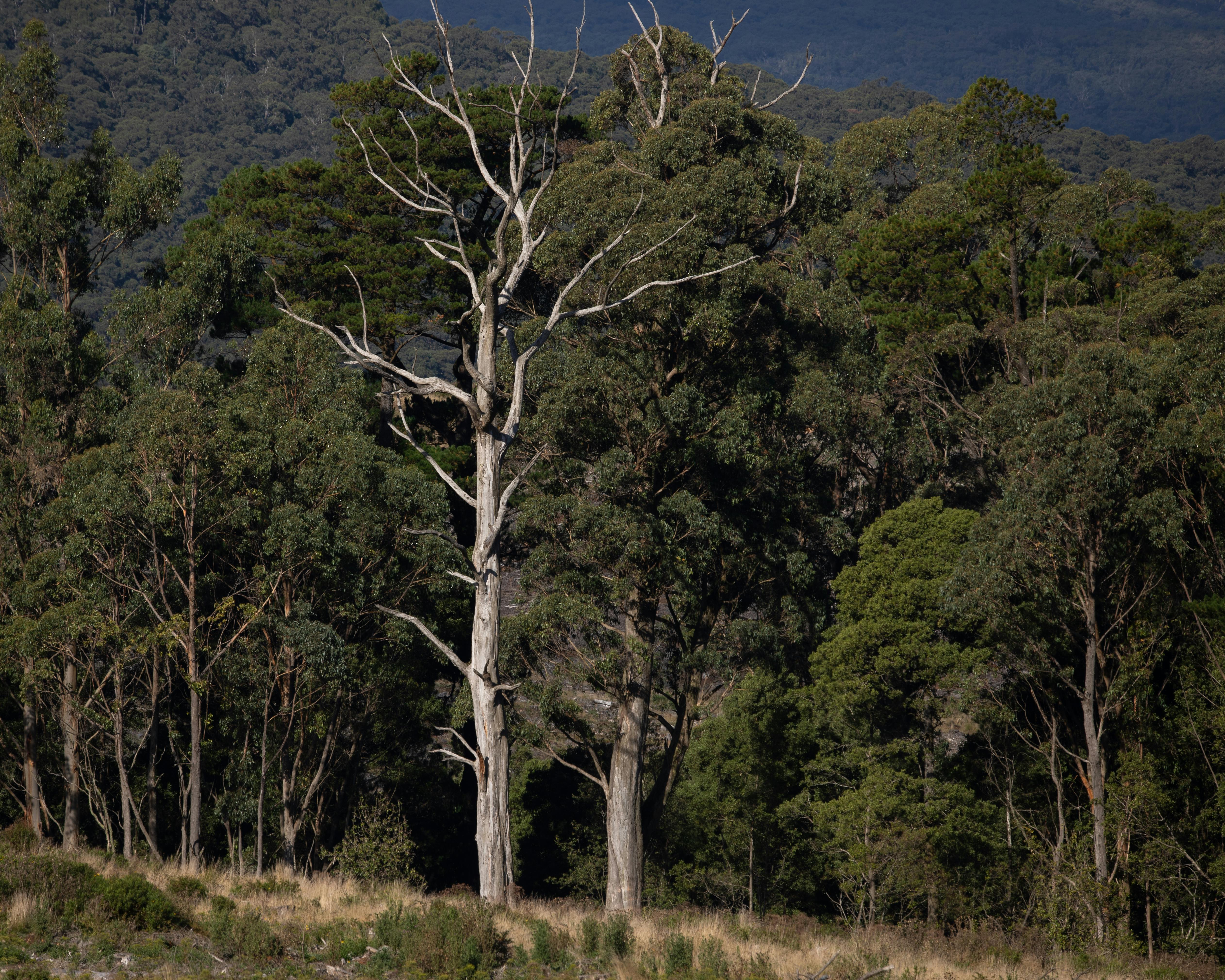 100,000+ Best Dead Tree Photos · 100% Free Download · Pexels Stock Photos