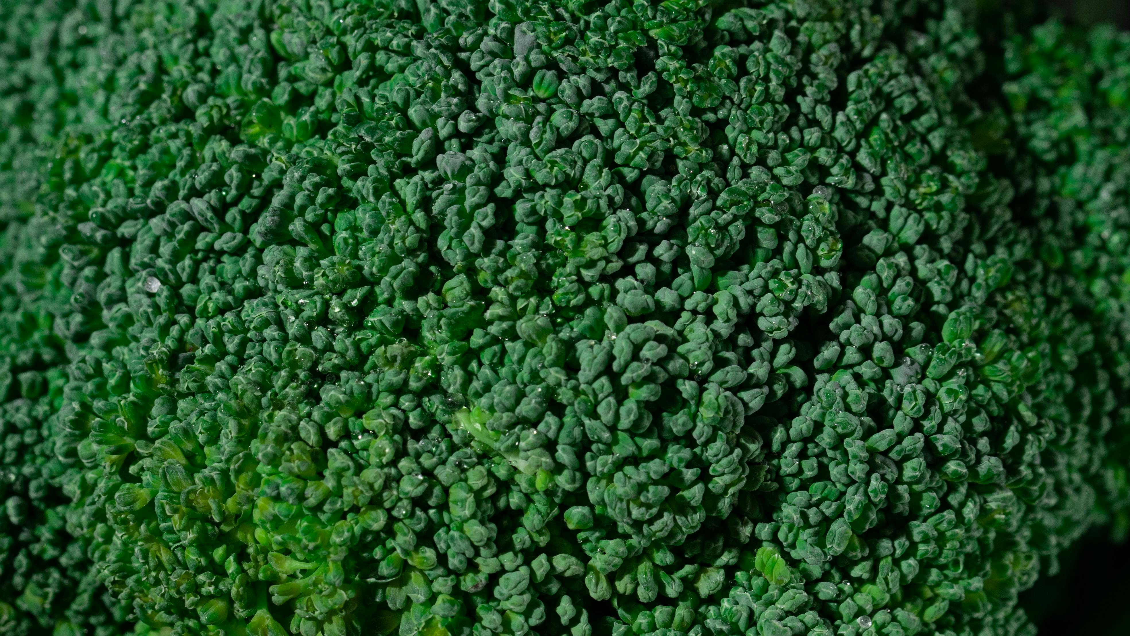 Green Broccoli in Macro Photography · Free Stock Photo