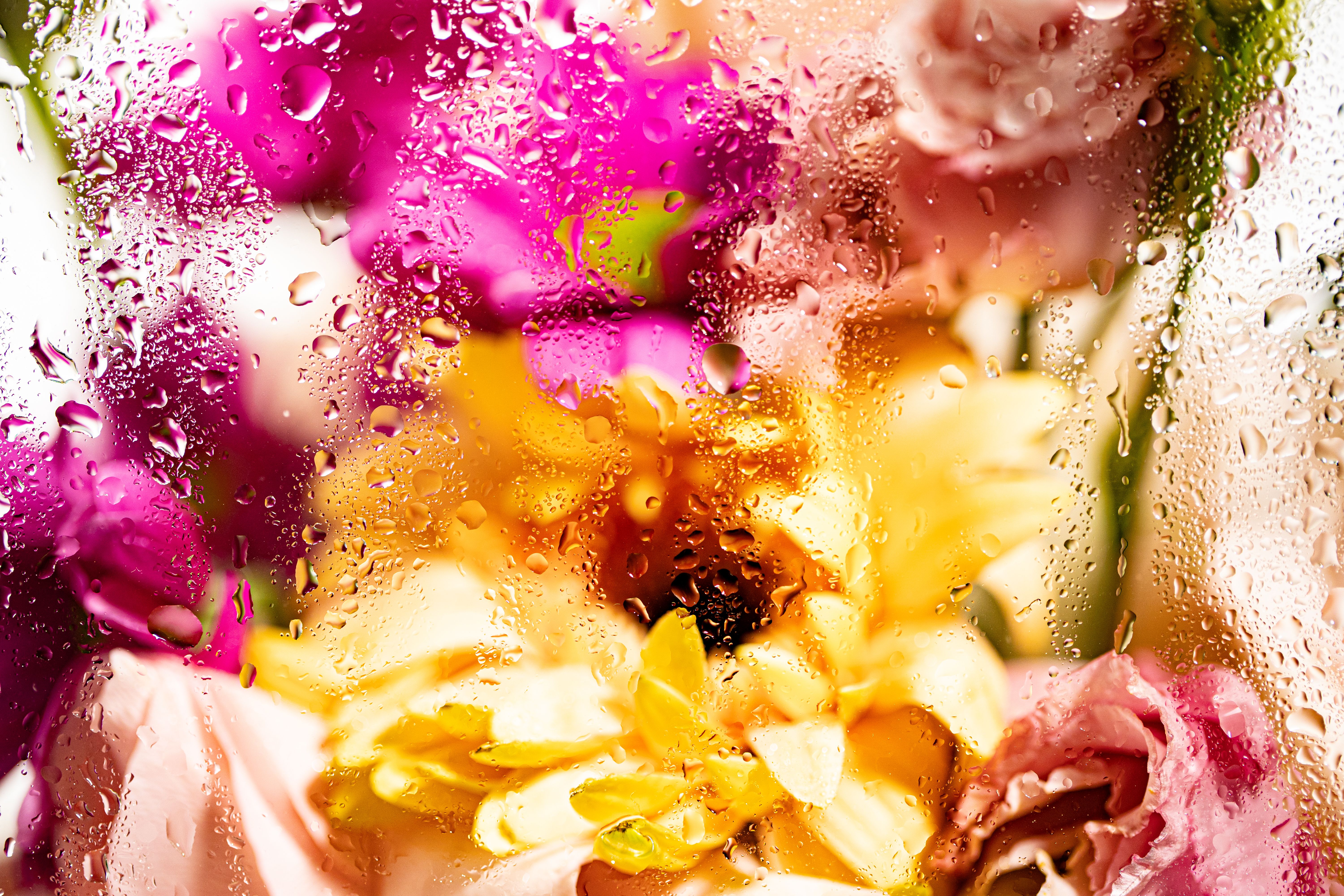 Flowers Behind a Wet Window · Free Stock Photo