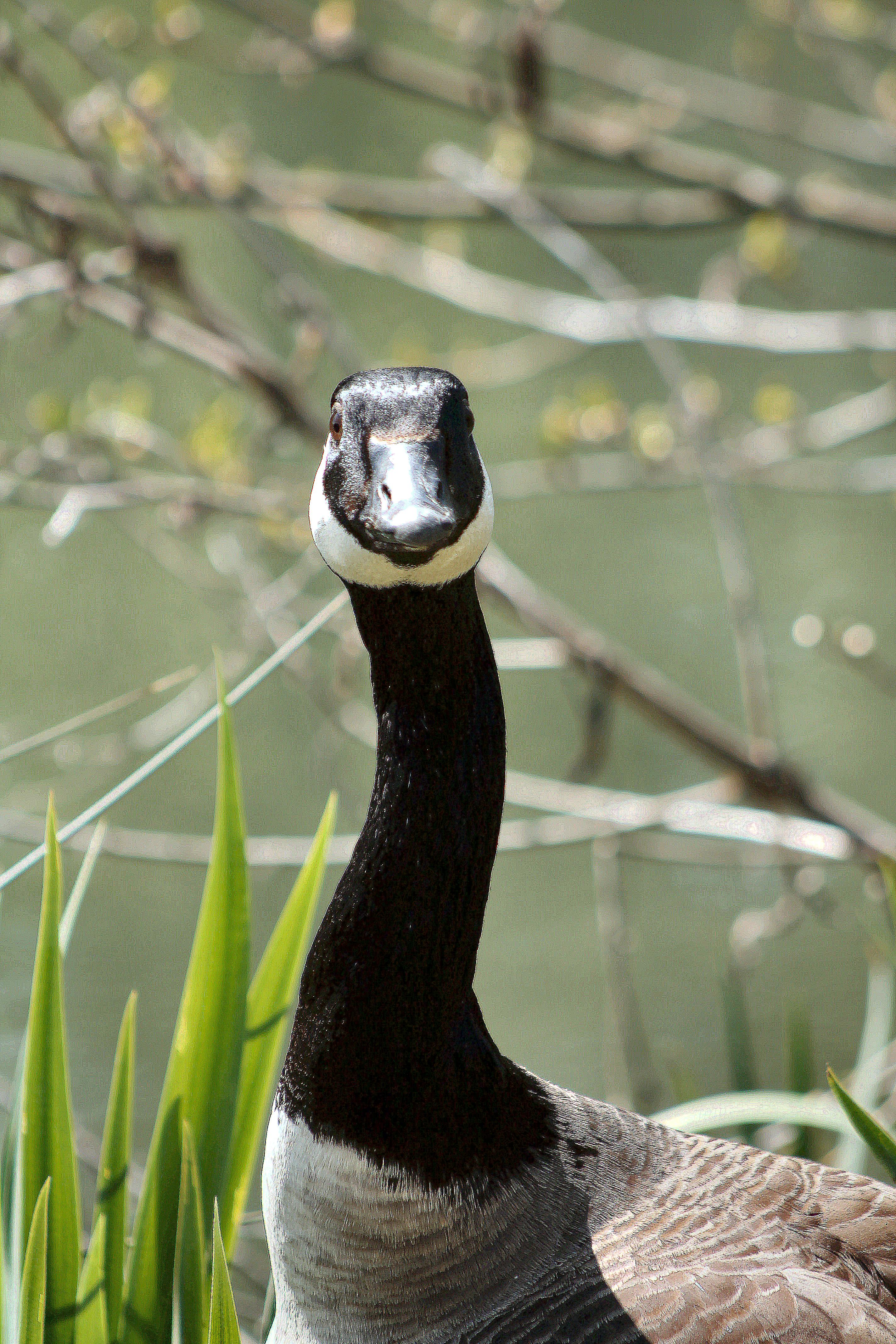 A Goose on Fallen Leaves · Free Stock Photo