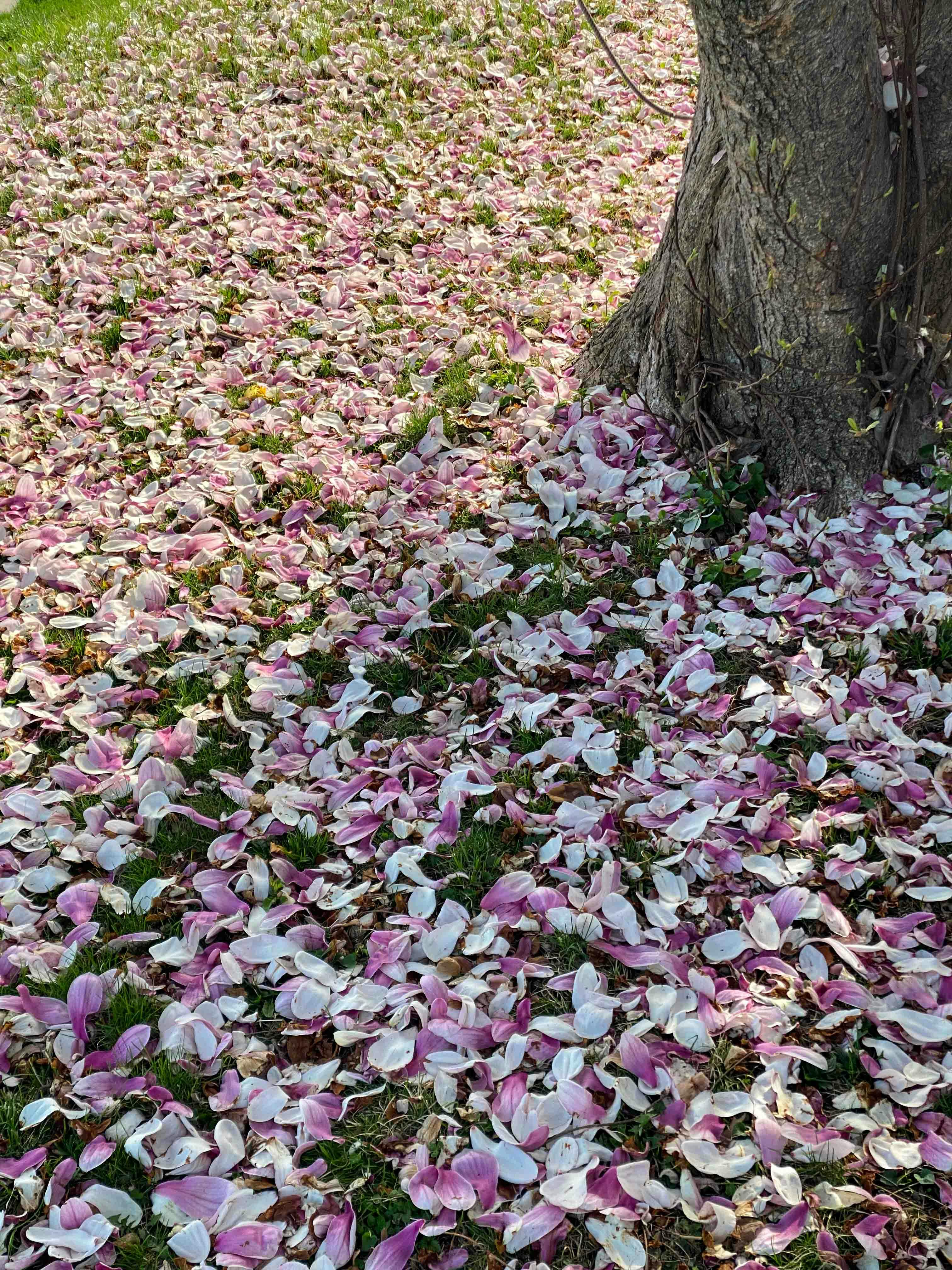 Fallen petals of flowers placed near tree in daytime · Free Stock Photo