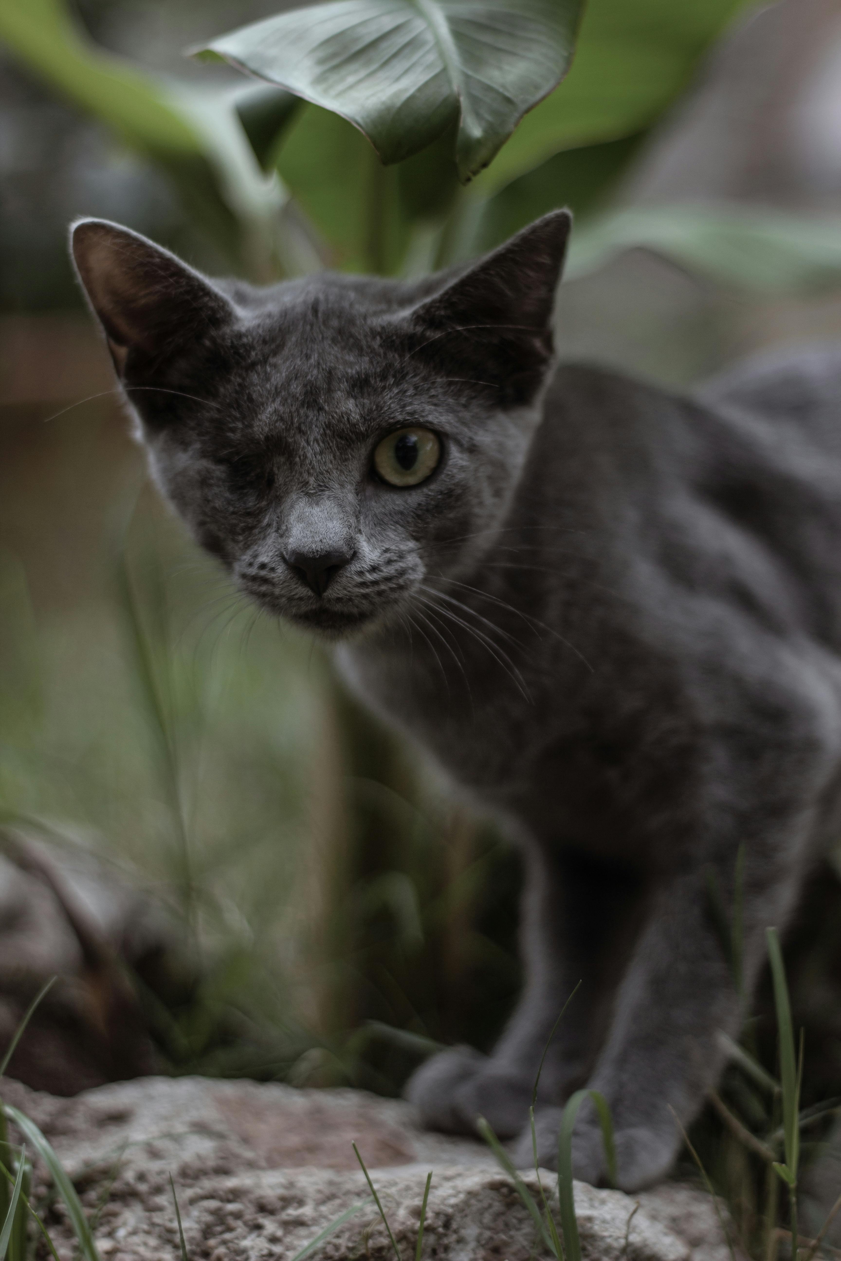 Gray Cat · Free Stock Photo