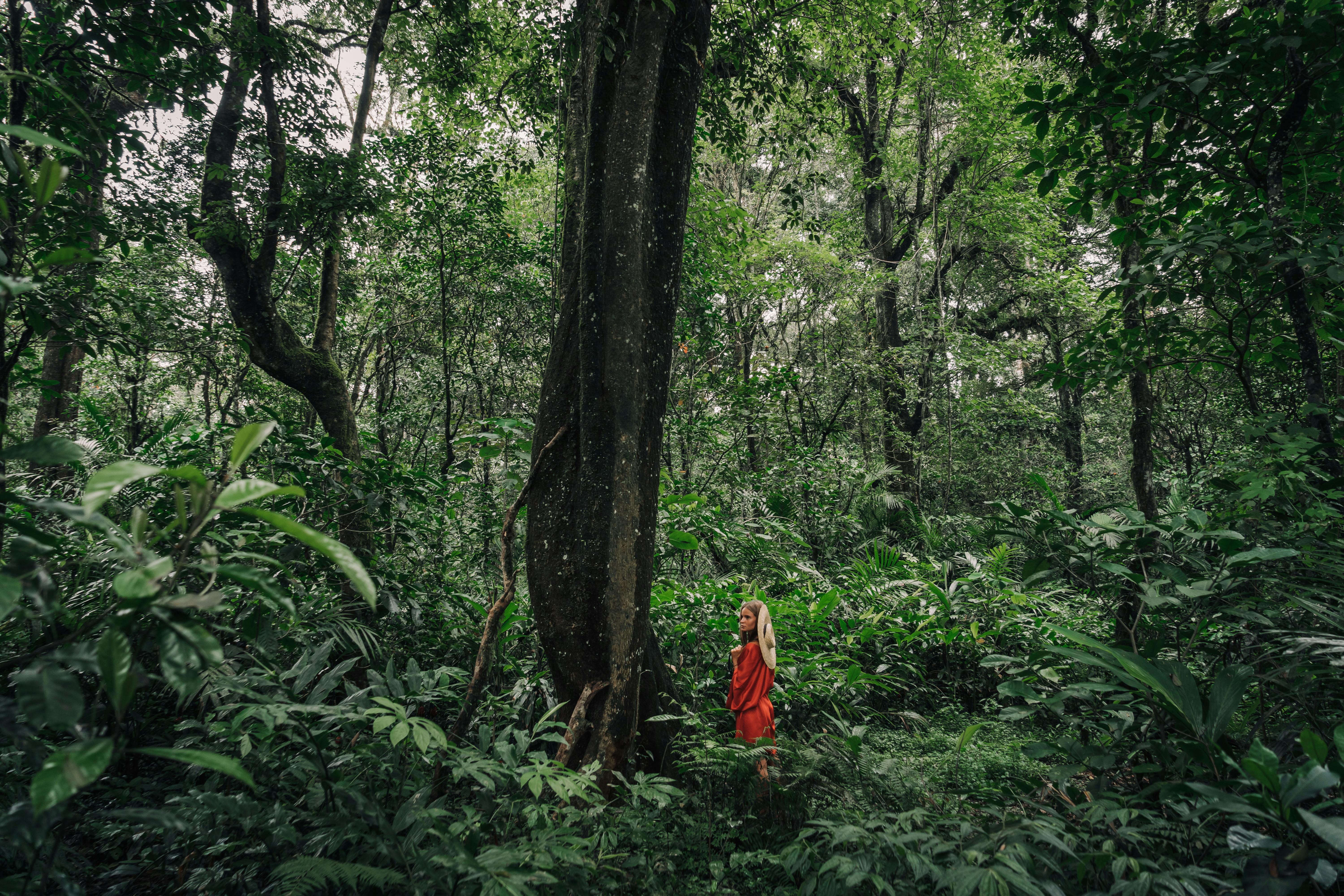 Trees in Jungle · Free Stock Photo