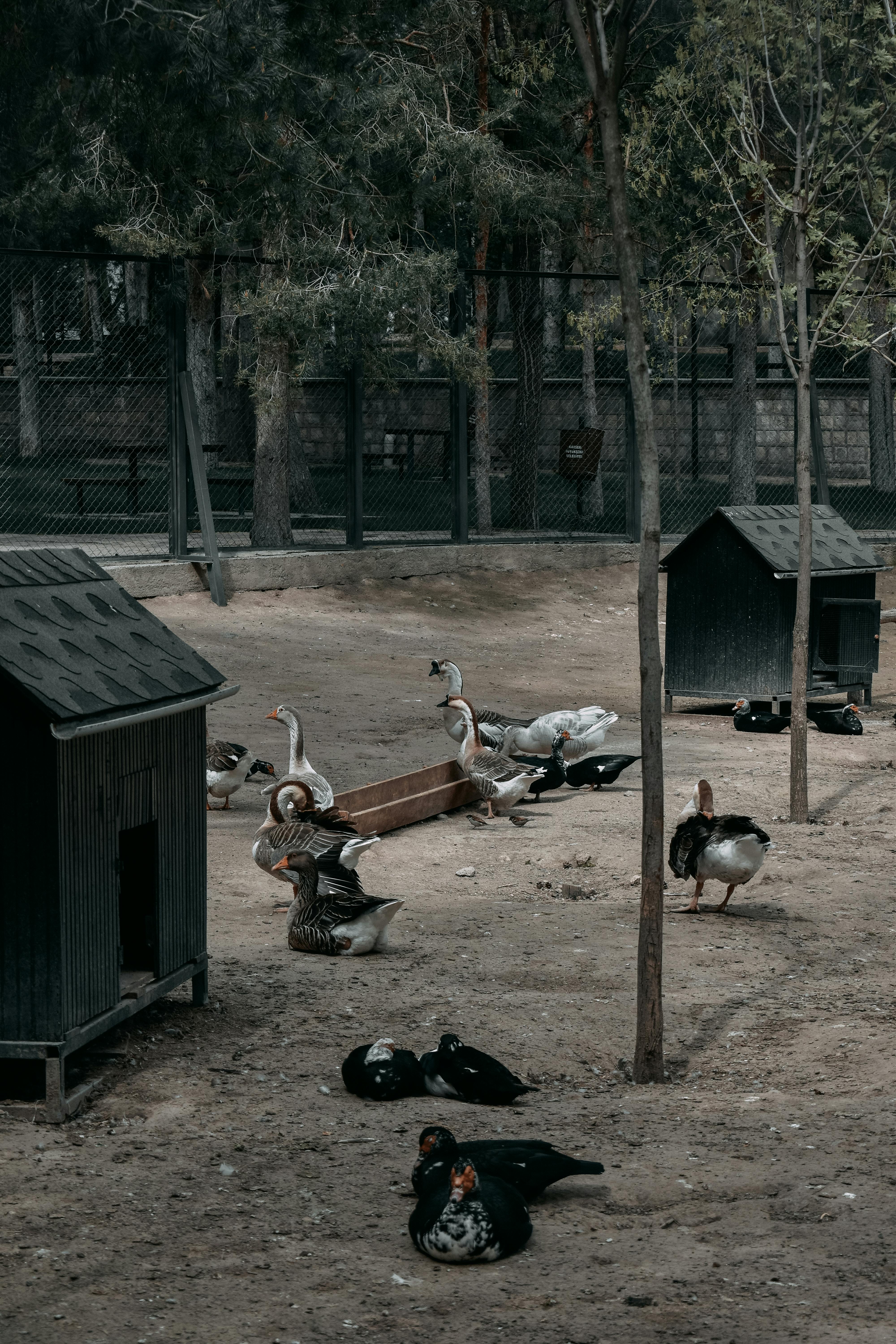 Geese Inside a Zoo Cage · Free Stock Photo