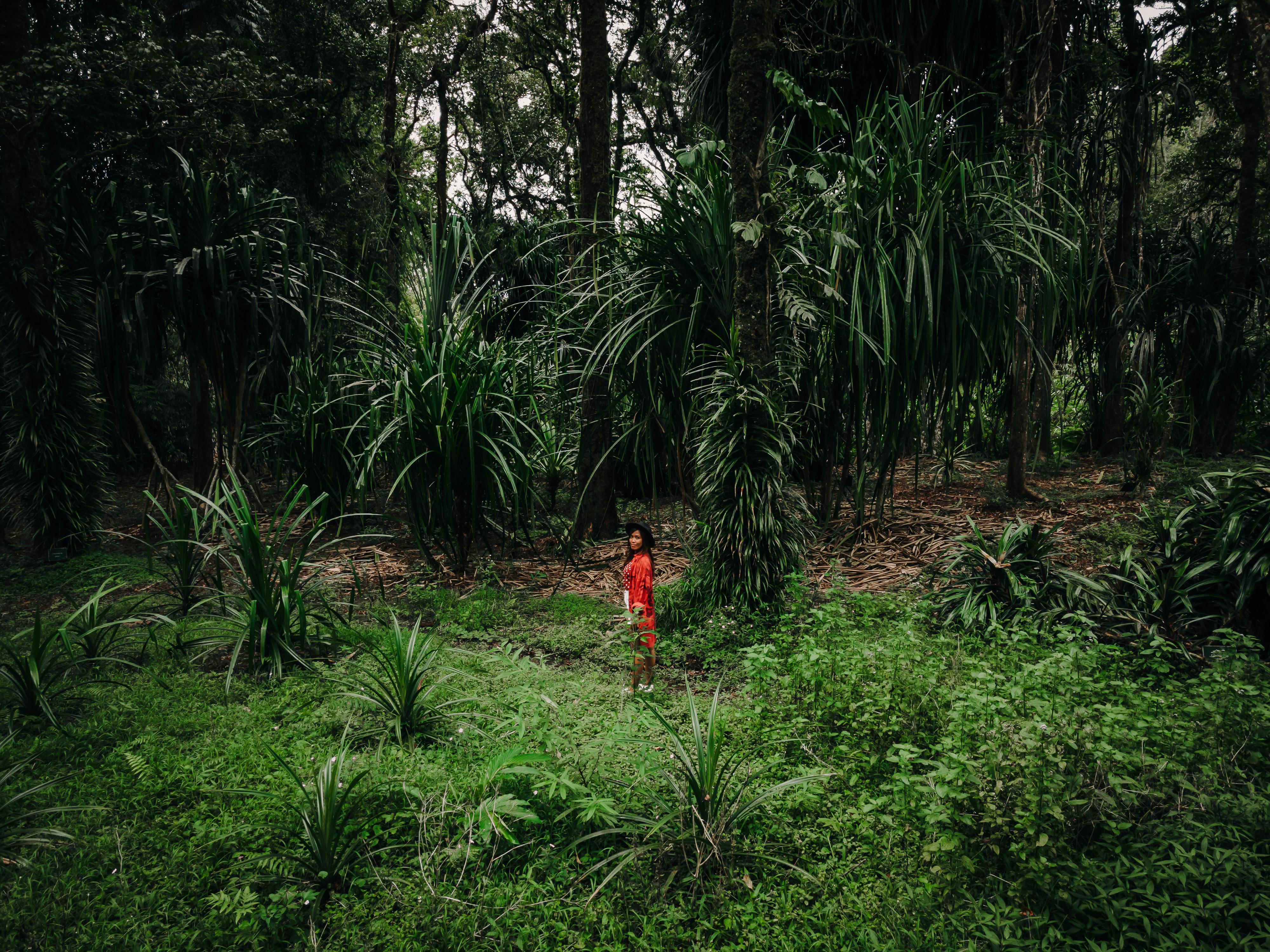 A Woman Standing in the Middle of the Rainforest · Free Stock Photo