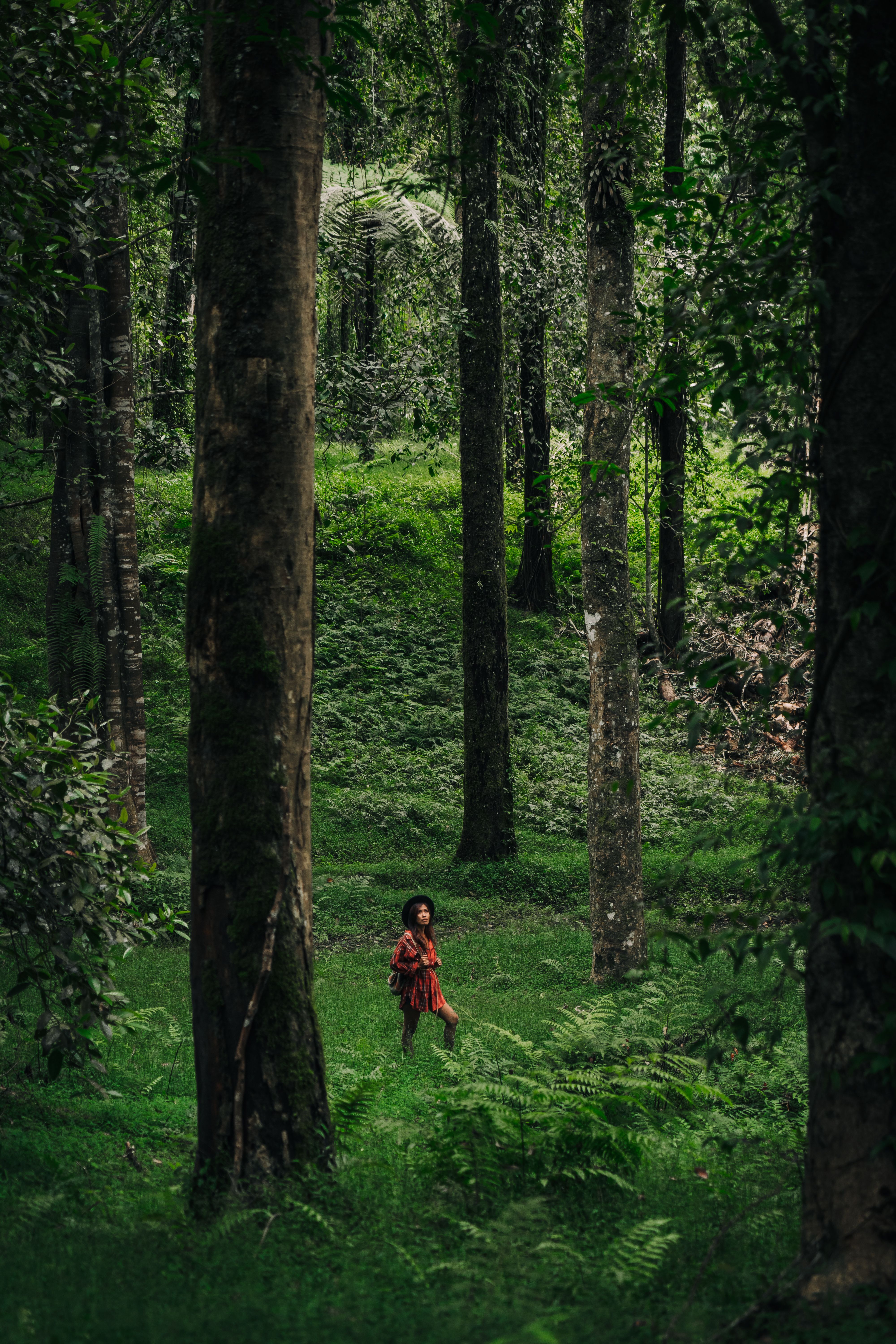A Person in the Forest · Free Stock Photo