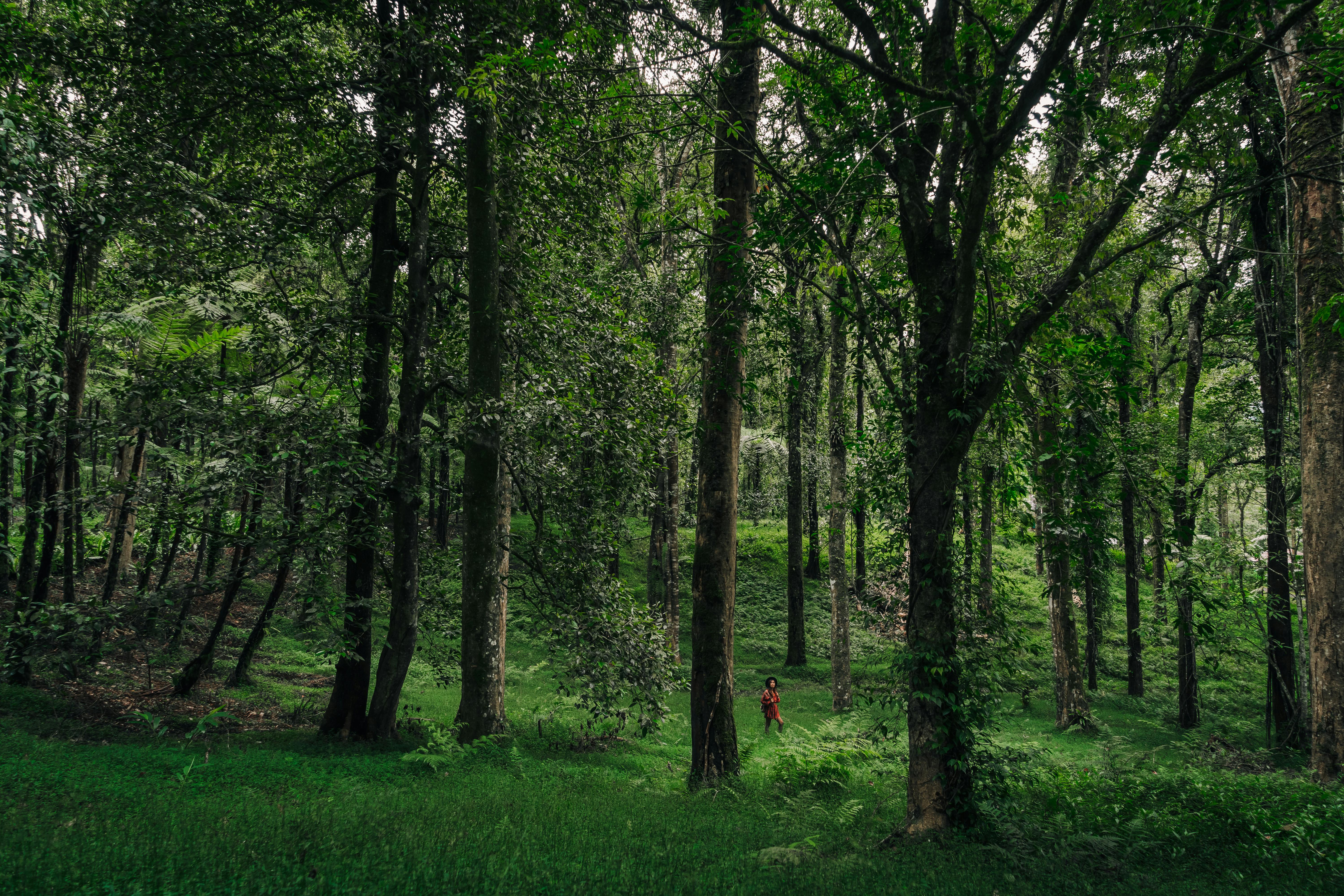 A Person in the Forest · Free Stock Photo