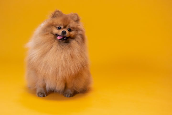 Boo (dog) - Beloved Pup's Life, Impact, and Enduring Legacy