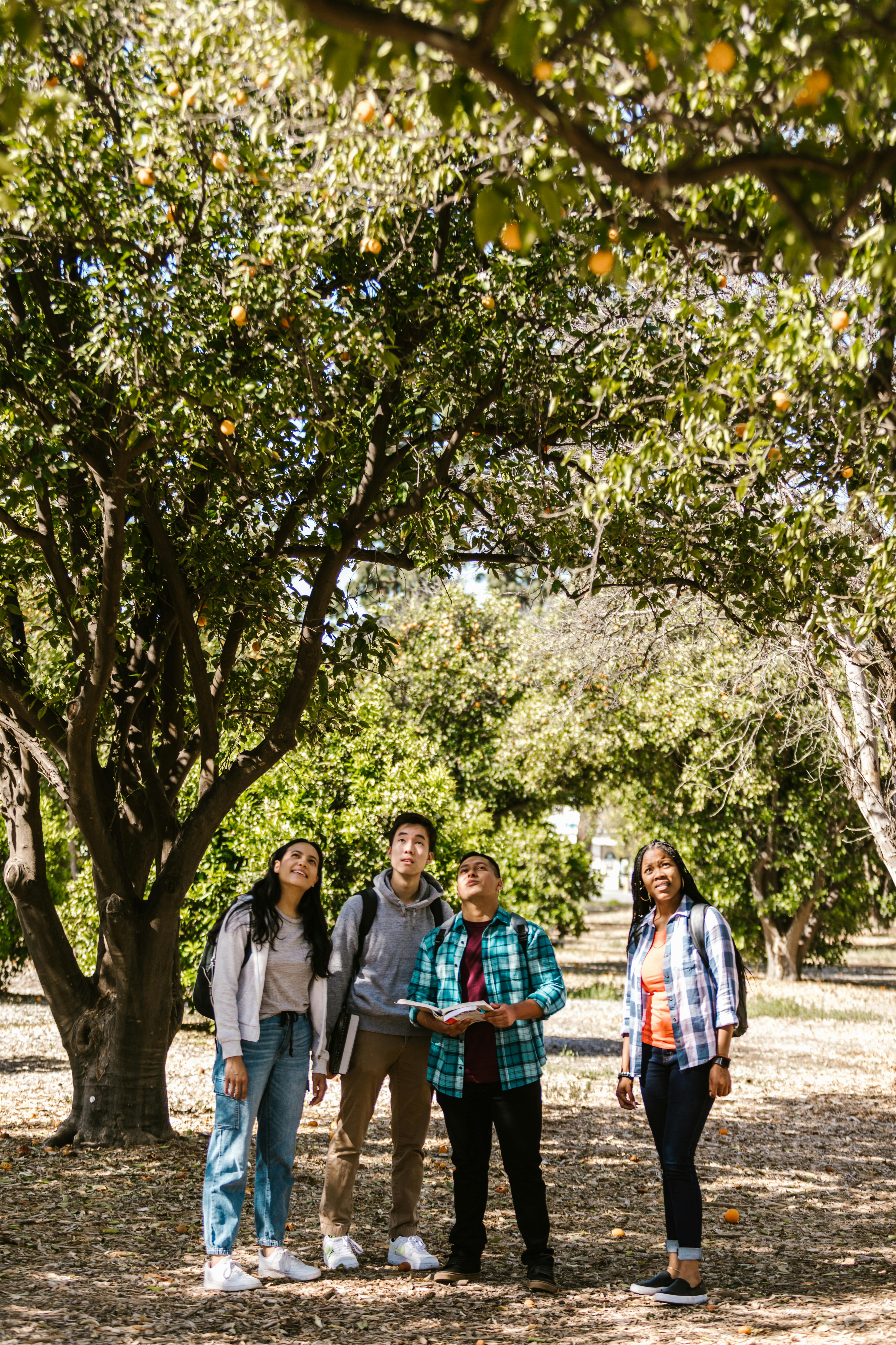 Group of Students Looking Up on Trees · Free Stock Photo