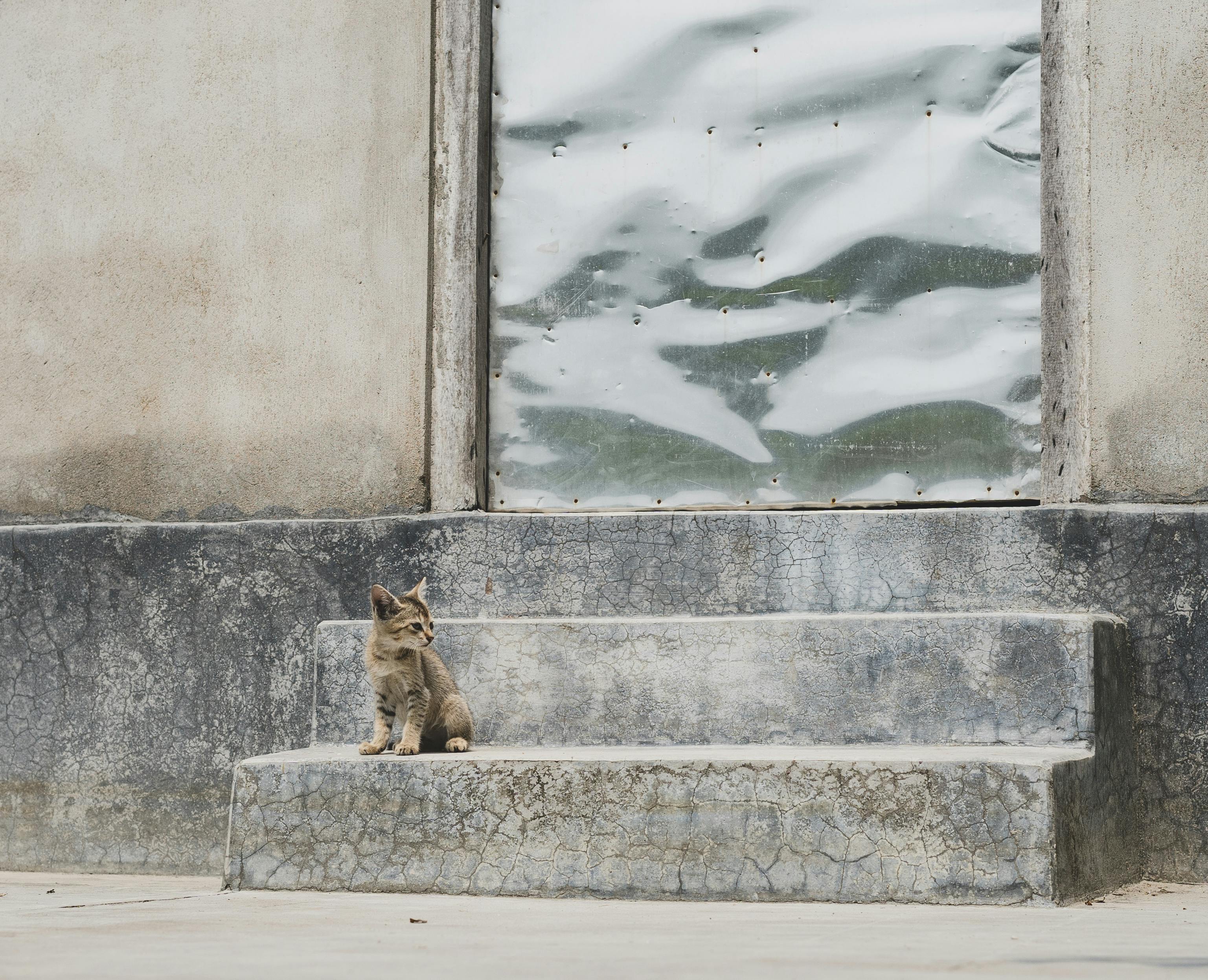 Cat behind Bars · Free Stock Photo