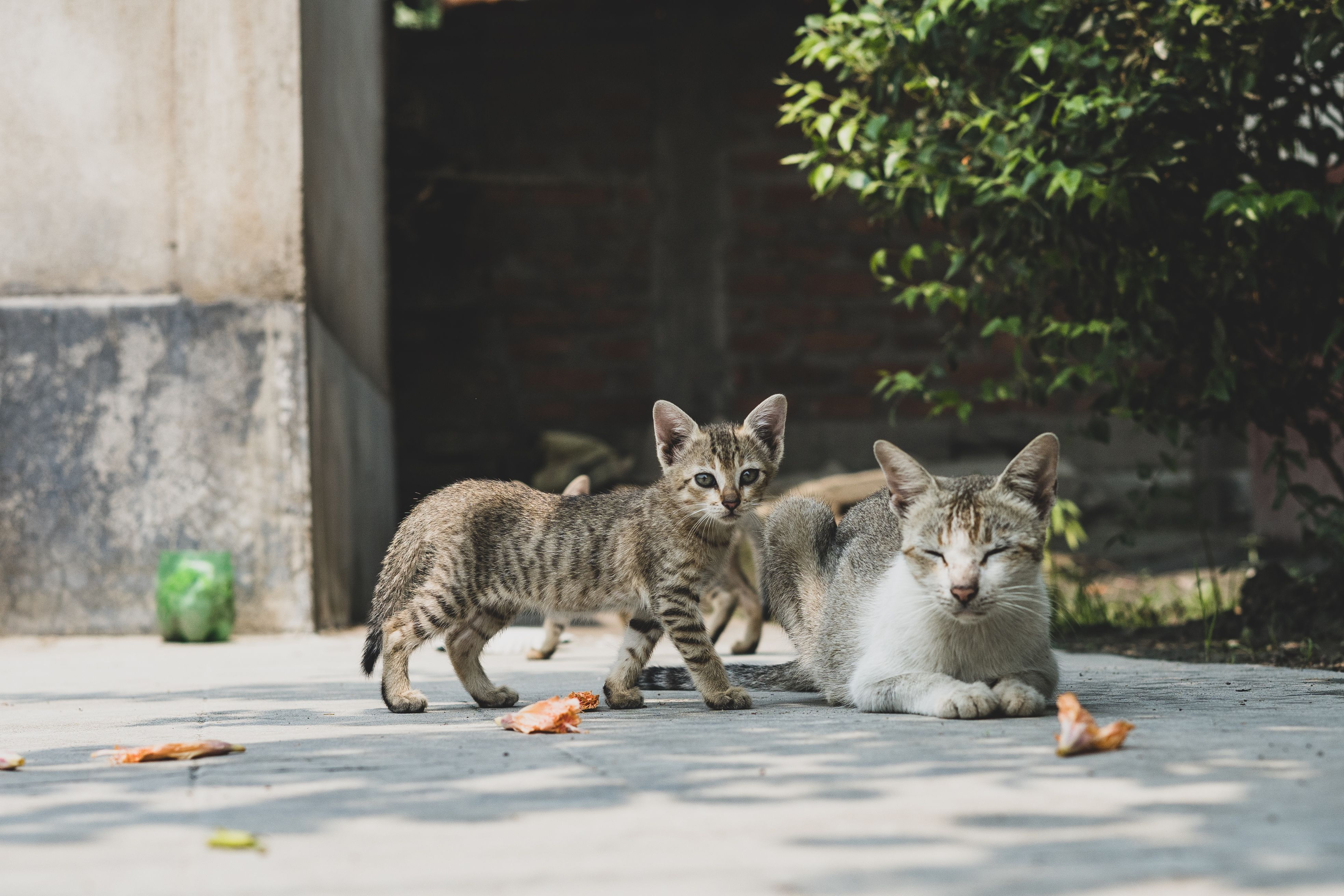 Desktop Wallpaper Cats Photos, Download The BEST Free Desktop Wallpaper ...