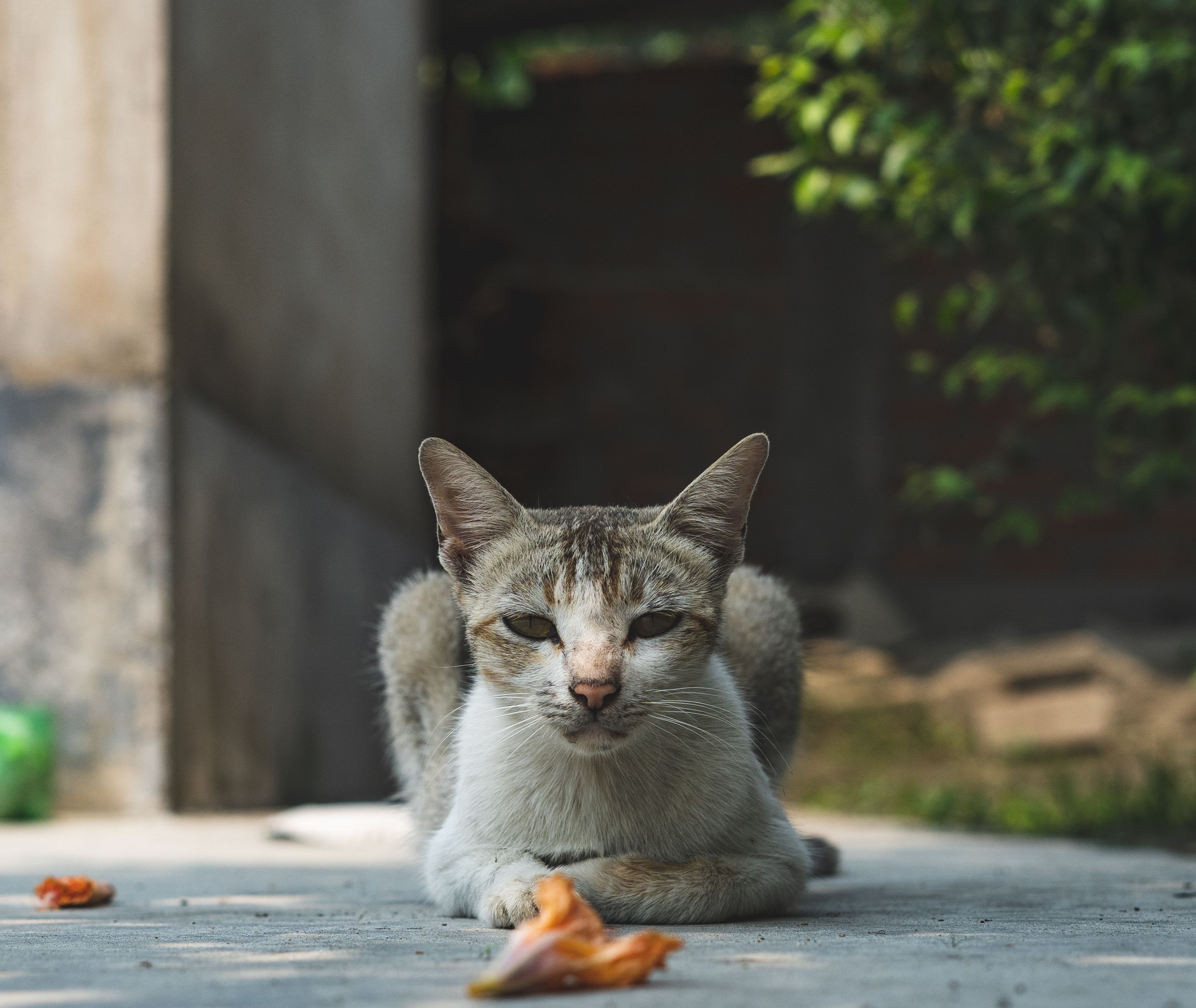 Cat Gpt Wallpaper Photos, Download The BEST Free Cat Gpt Wallpaper ...