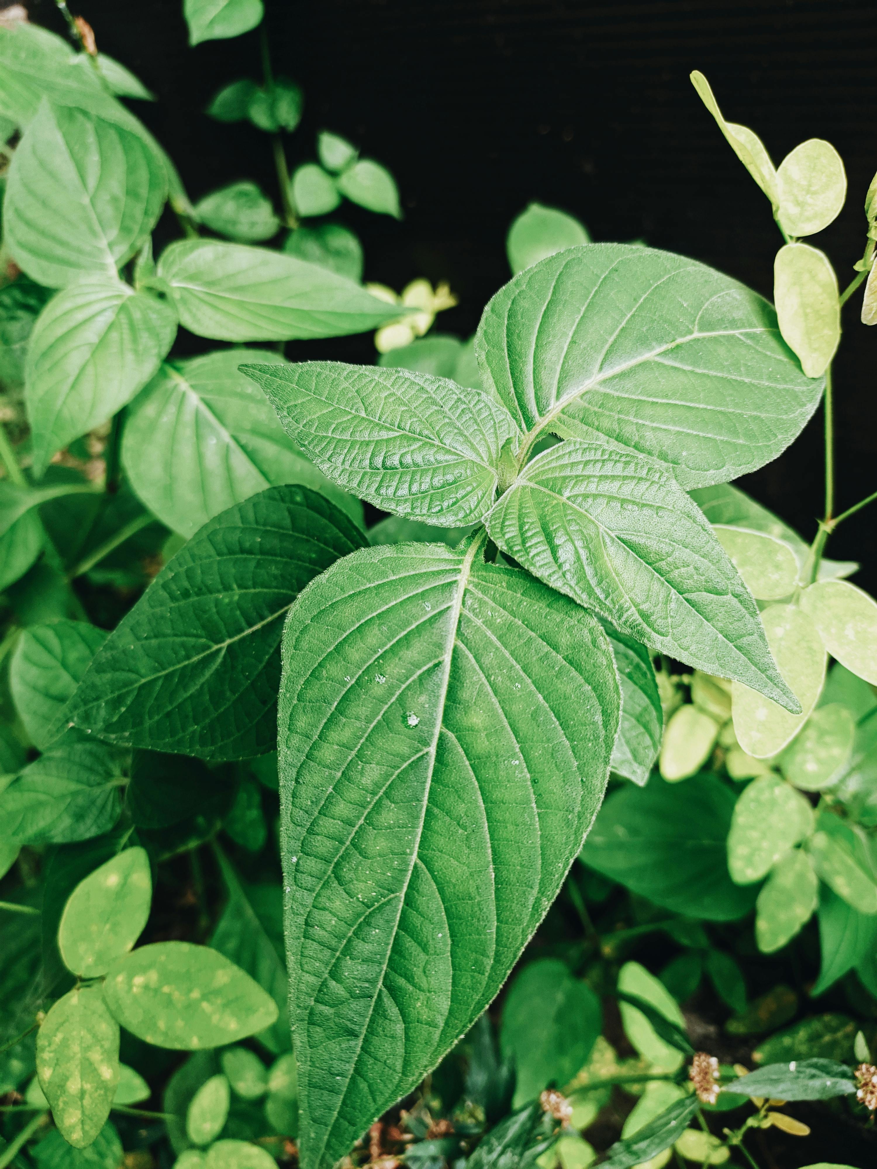 900+ Best Pexel Photos · 100% Free Download · Pexels Stock Photos