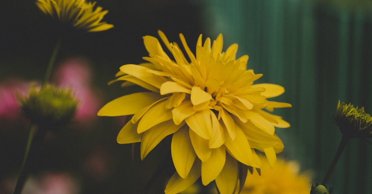 Fotografía De Enfoque Superficial De Flores Amarillas · Fotos De Stock