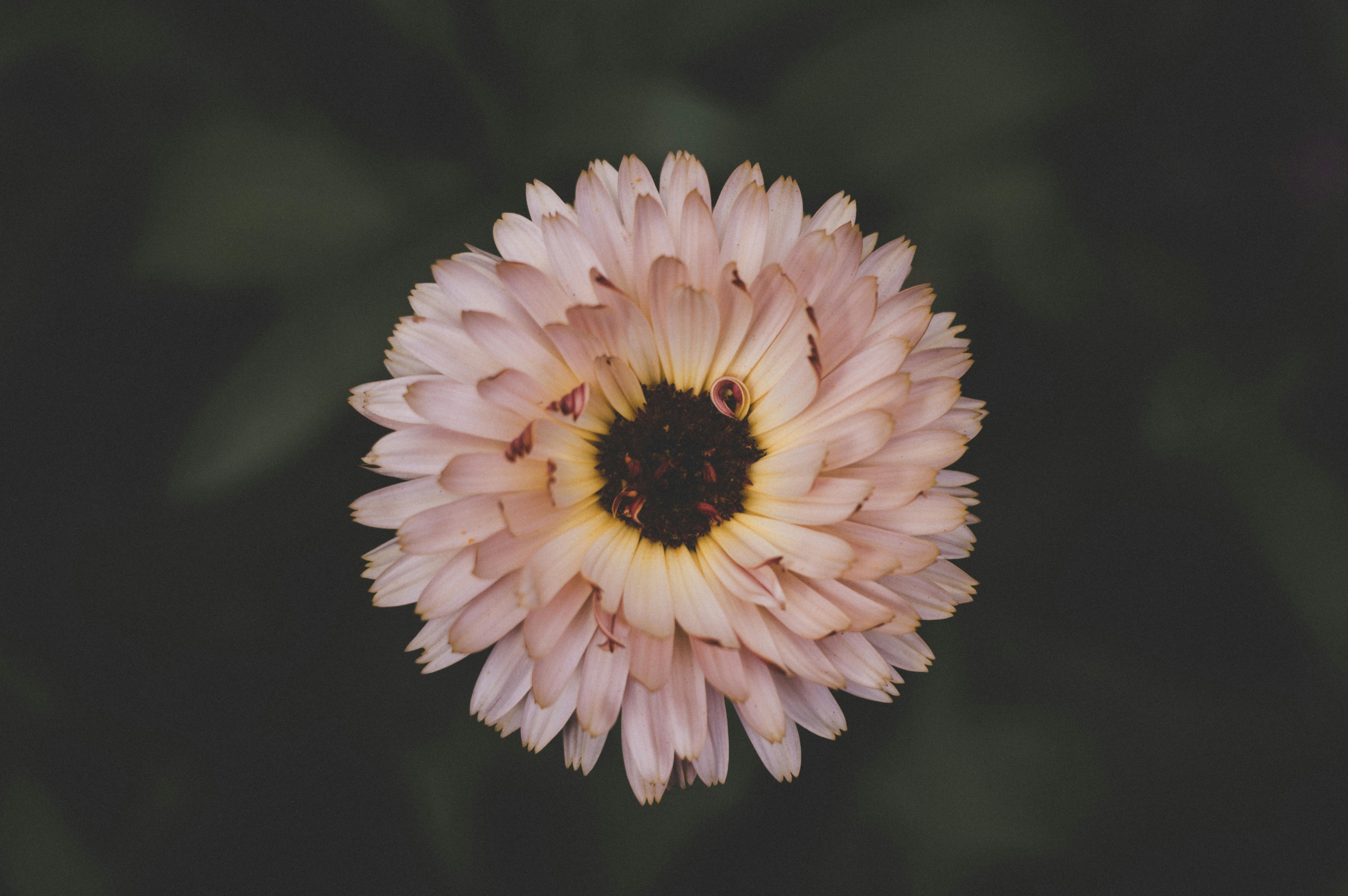 1000+ Great Pink Flower Photos · Pexels · Free Stock Photos