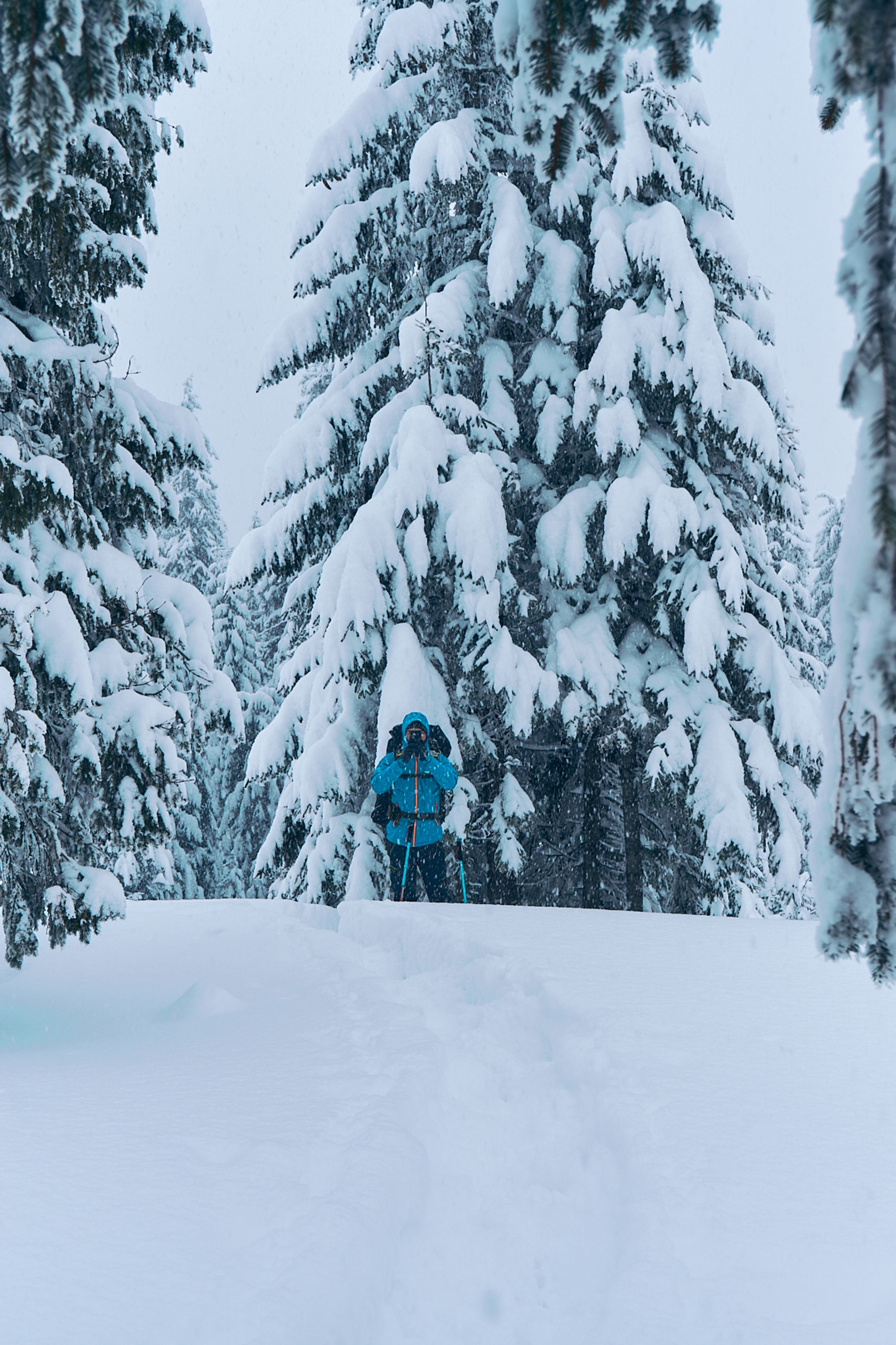 Man among Trees in Winter · Free Stock Photo