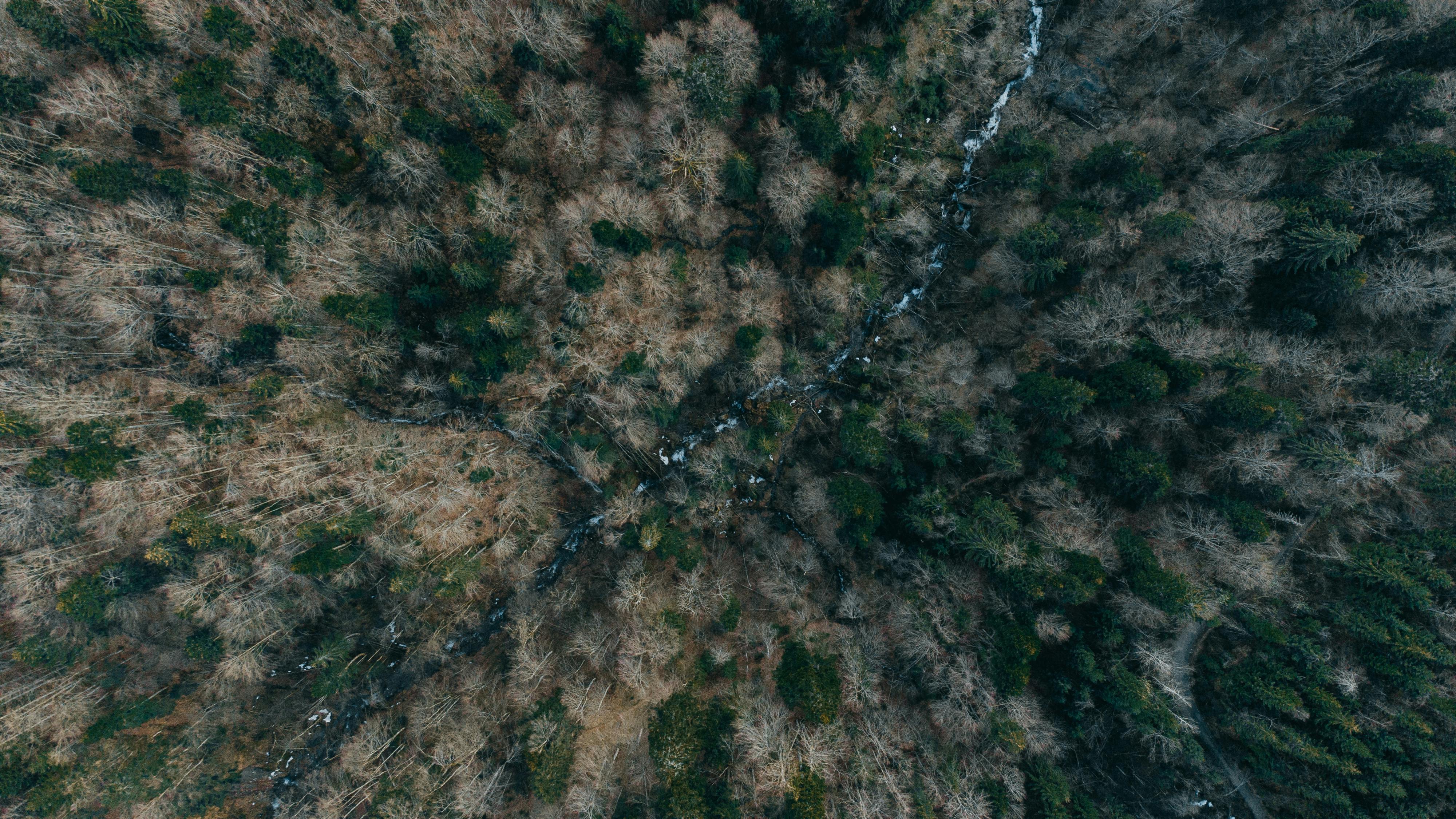 Birds Eye View of Forest · Free Stock Photo