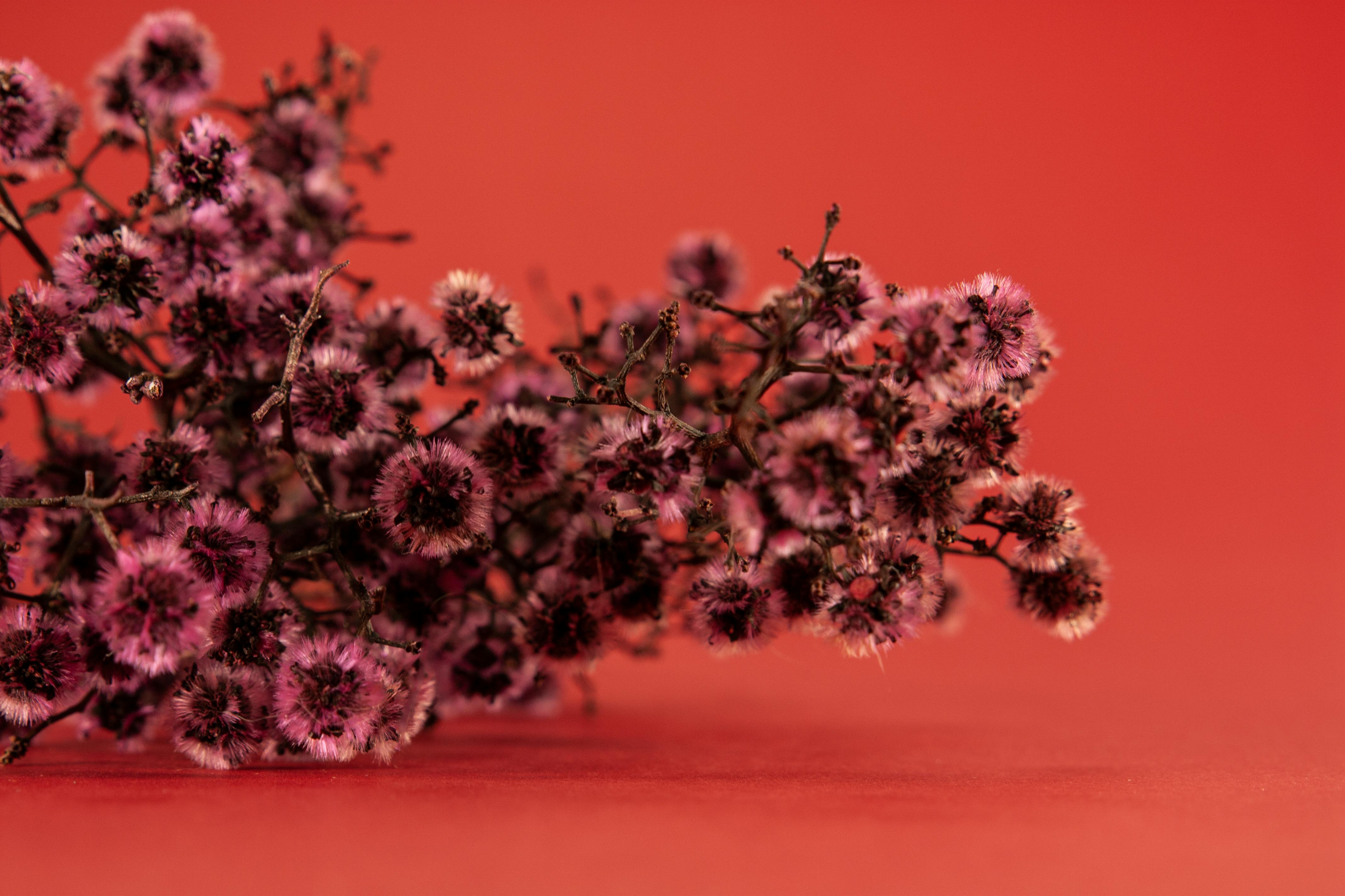 Red Dried Flowers Photos, Download The BEST Free Red Dried Flowers ...