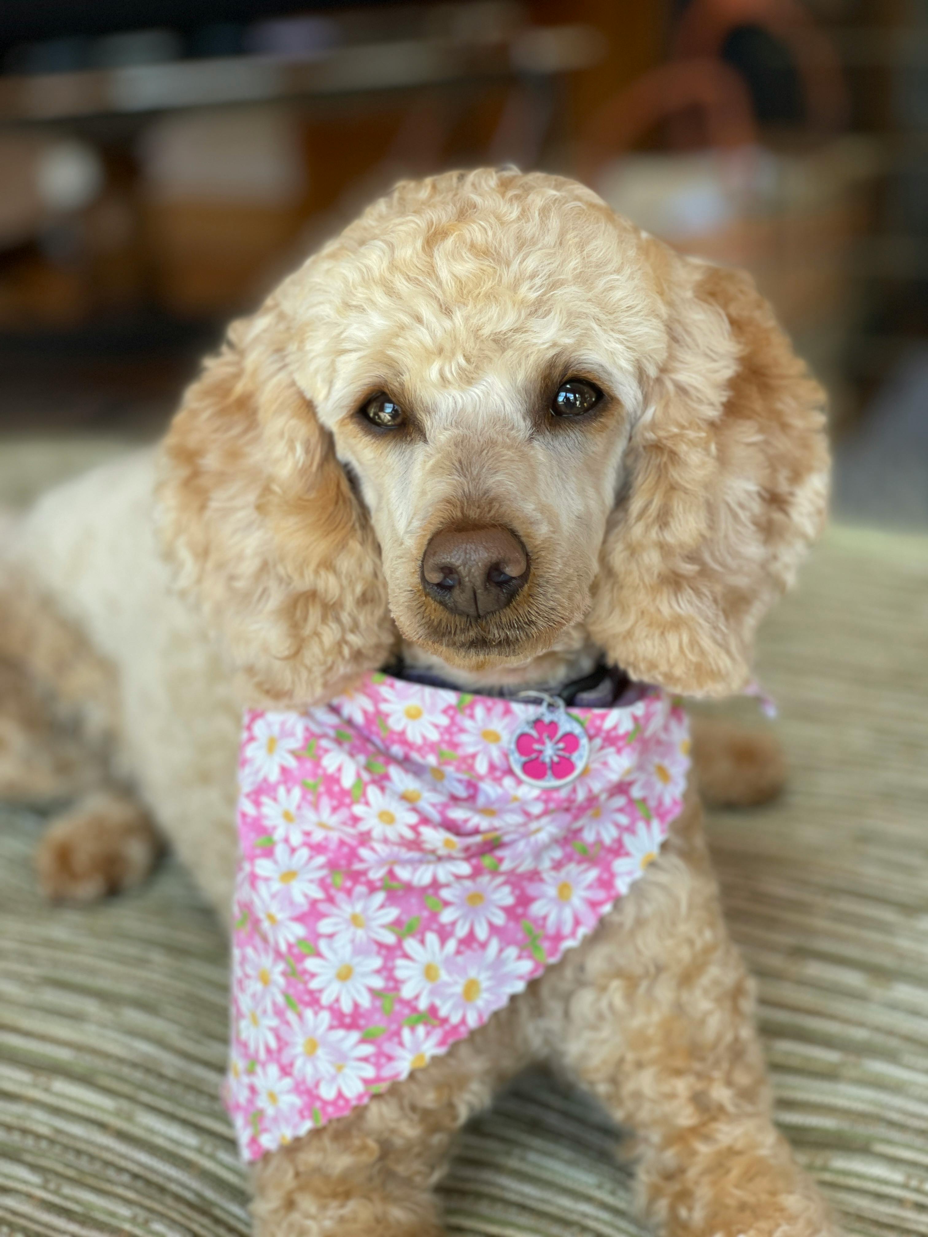 298+ Best Free Poodle Stock Photos & Images · 100% Royalty-Free HD ...