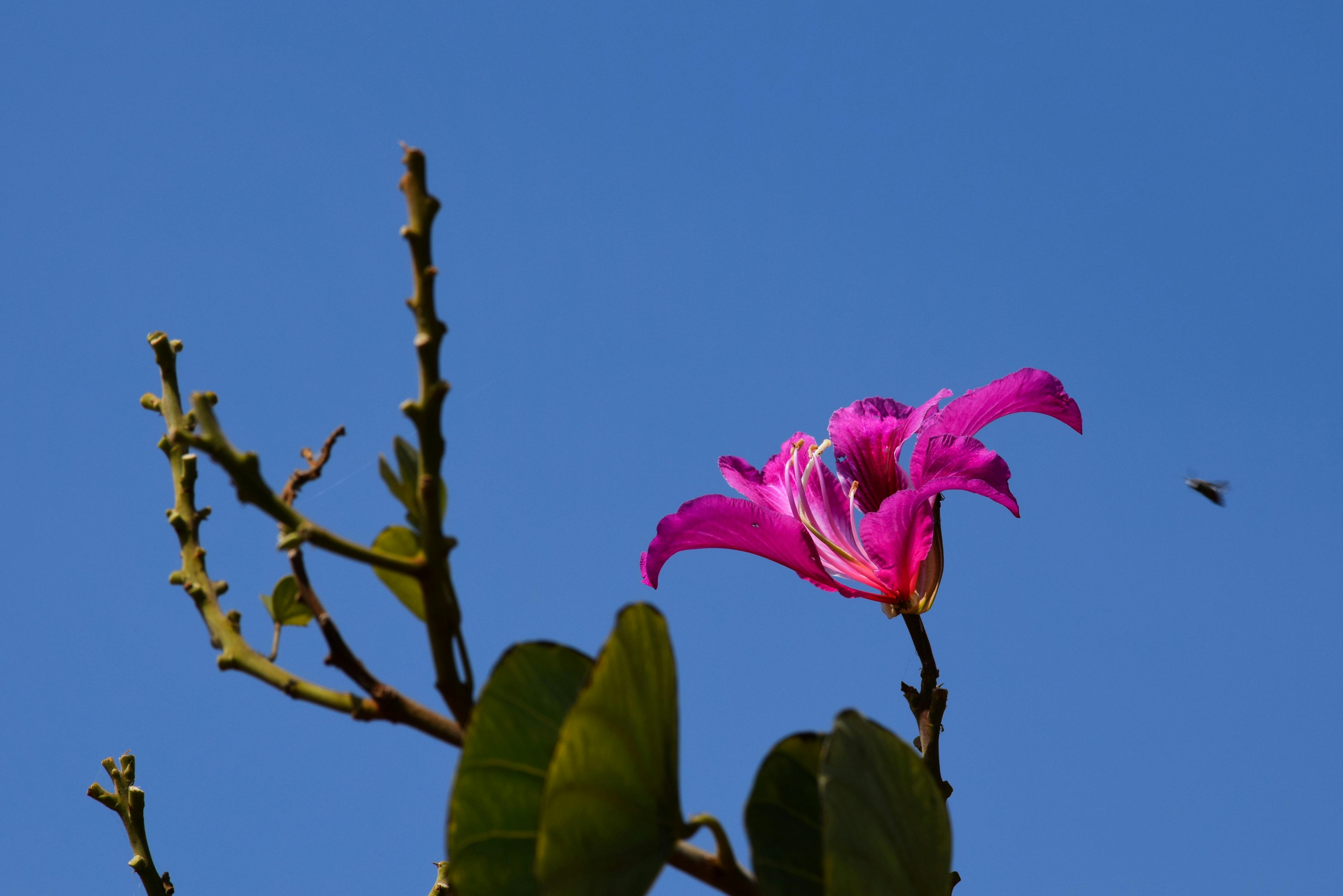 Free stock photo of canafistula, Cassia Fistula, Golden rain tree