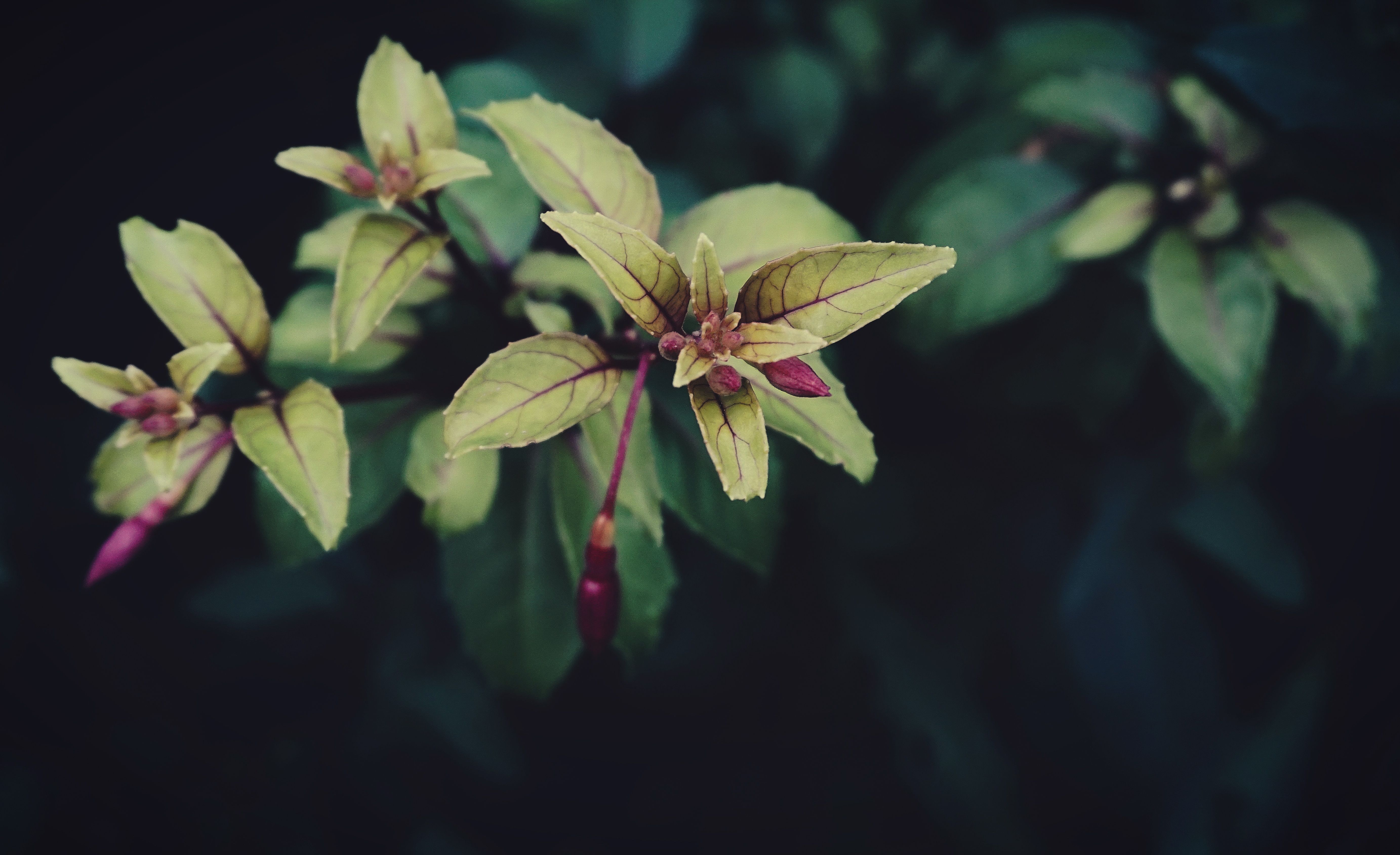 Close-Up Shot of Leaves · Free Stock Photo