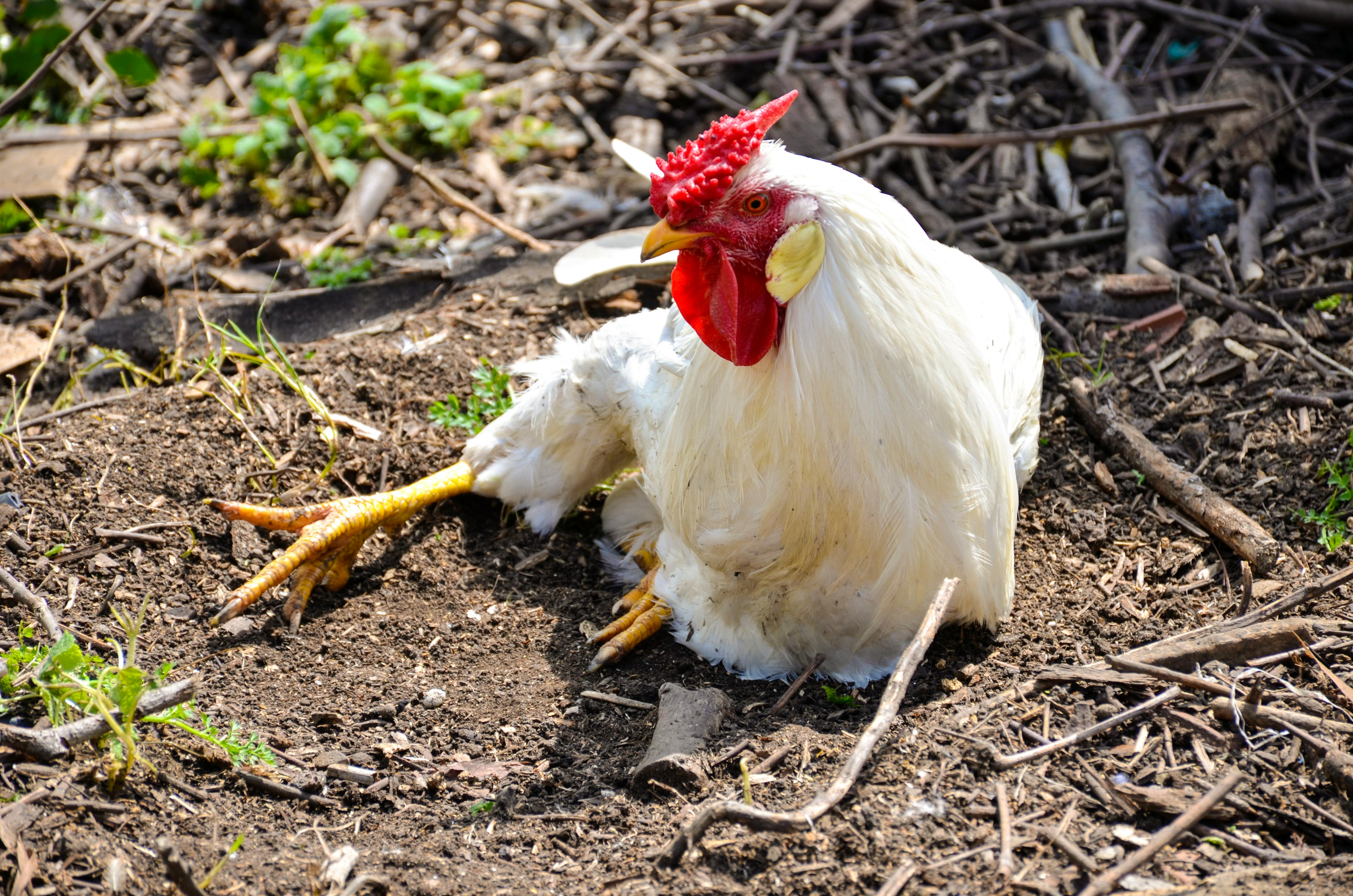 A Chicken's Head in Close-Up Photography · Free Stock Photo
