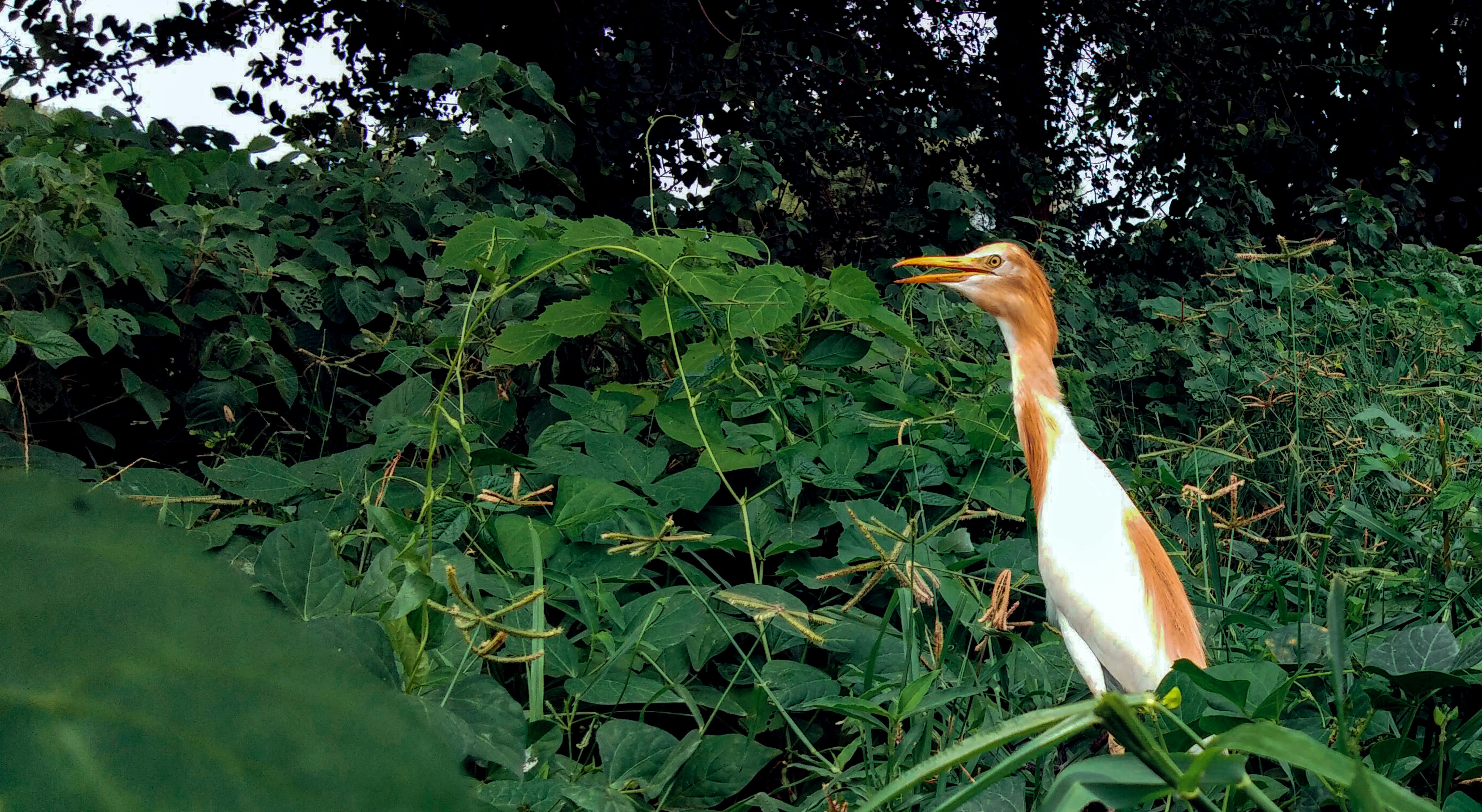 Bird Photography 21 Photos & Videos Collected by Ankit Patel