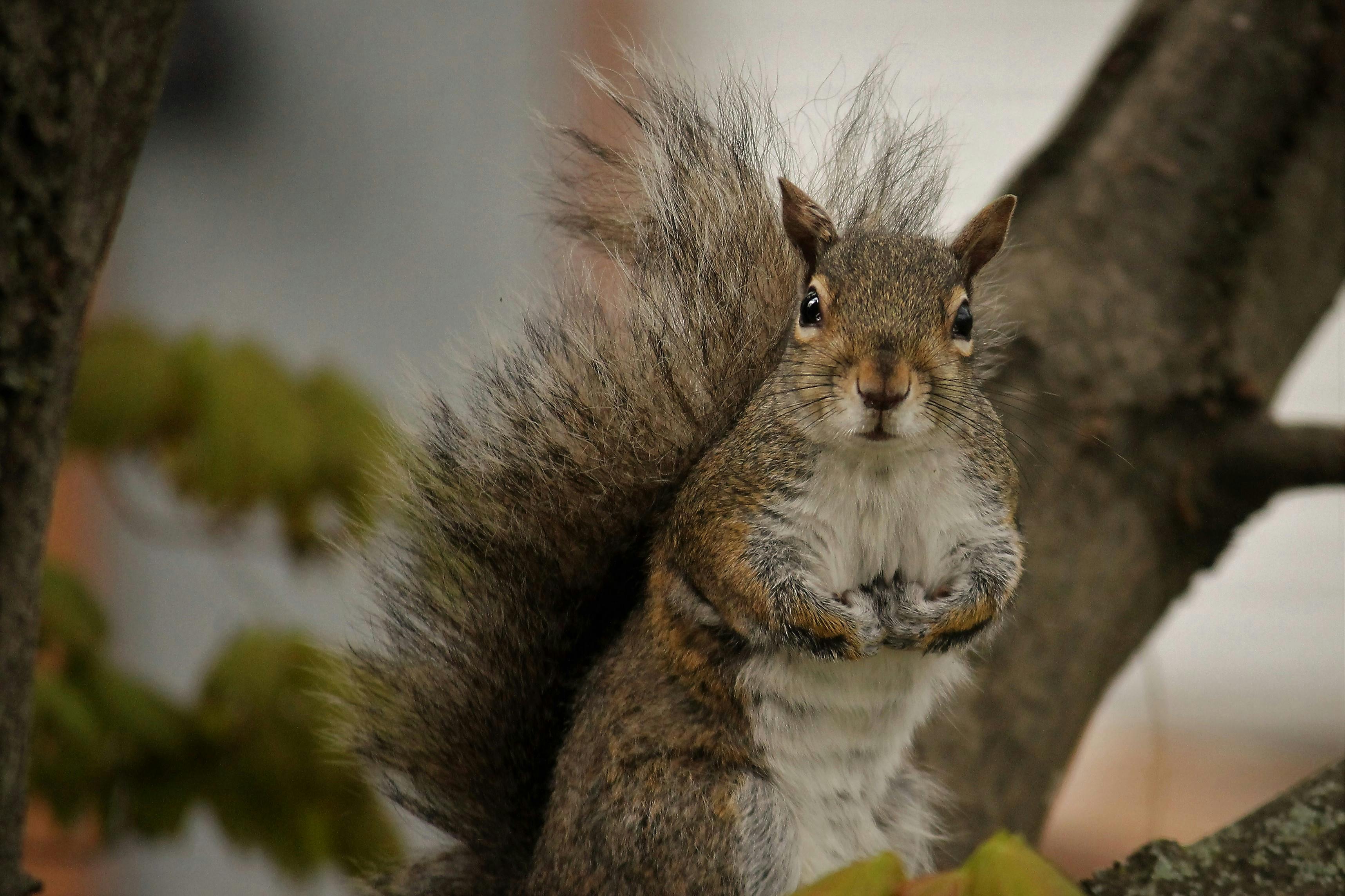 Free stock photo of Beard Owl Birds Nature Winter
