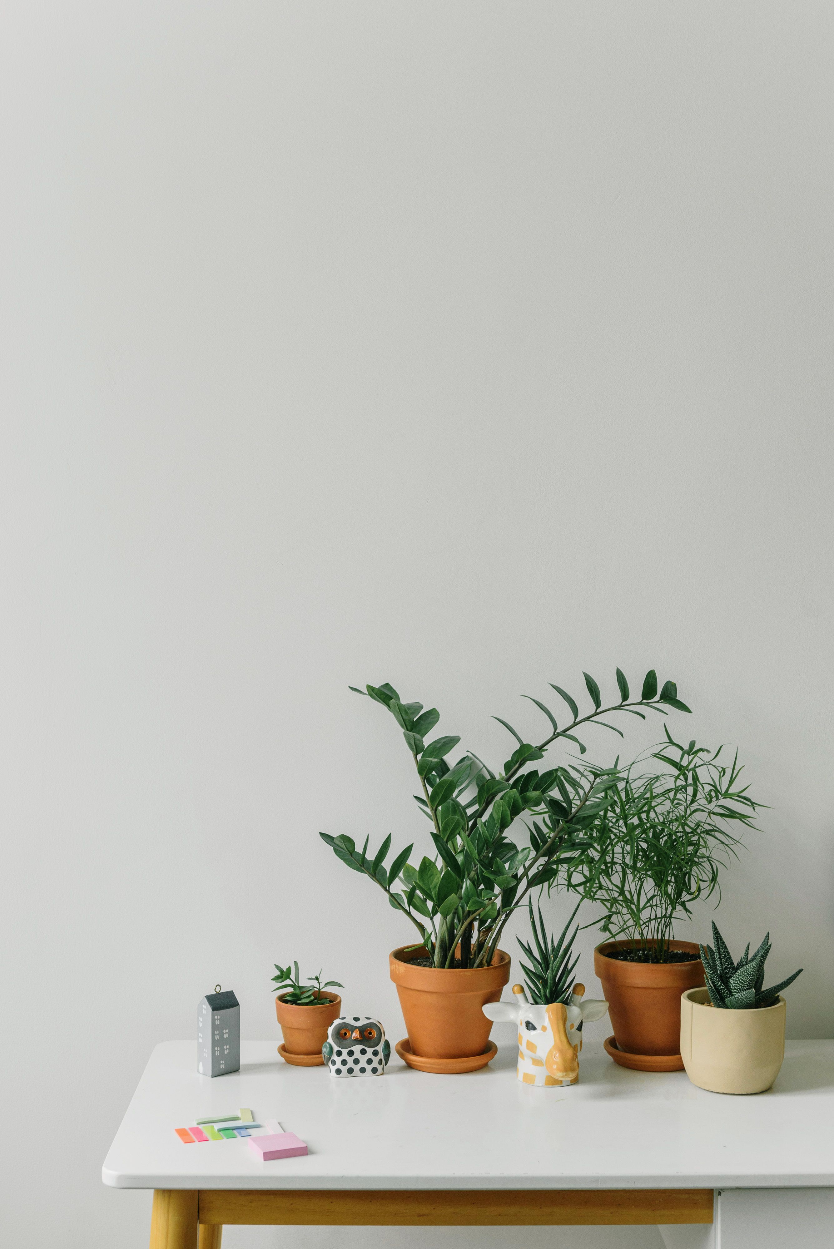 A Potted Plant on a Rattan Side Table · Free Stock Photo