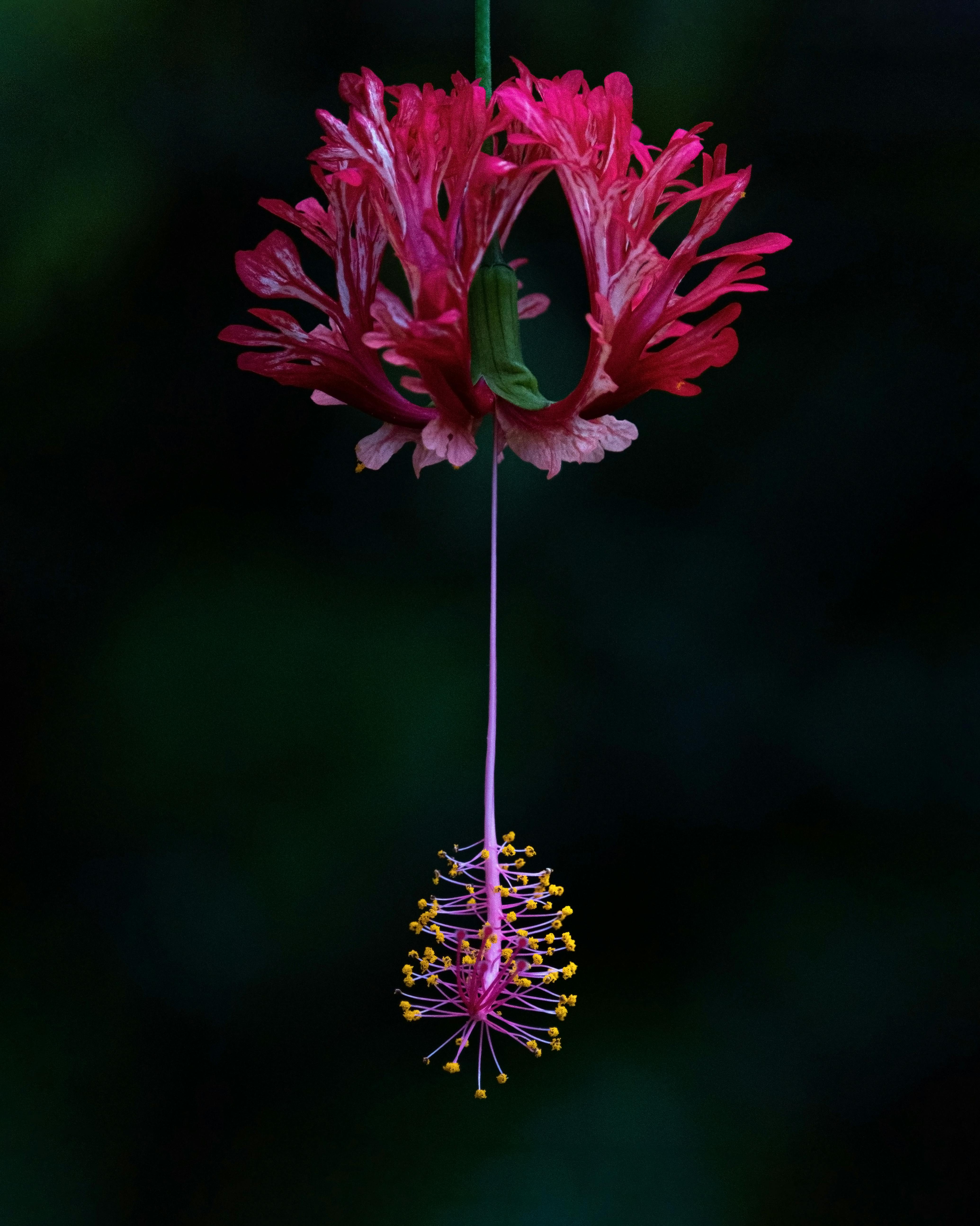 Close-Up Shot of a Spider Hibiscus · Free Stock Photo