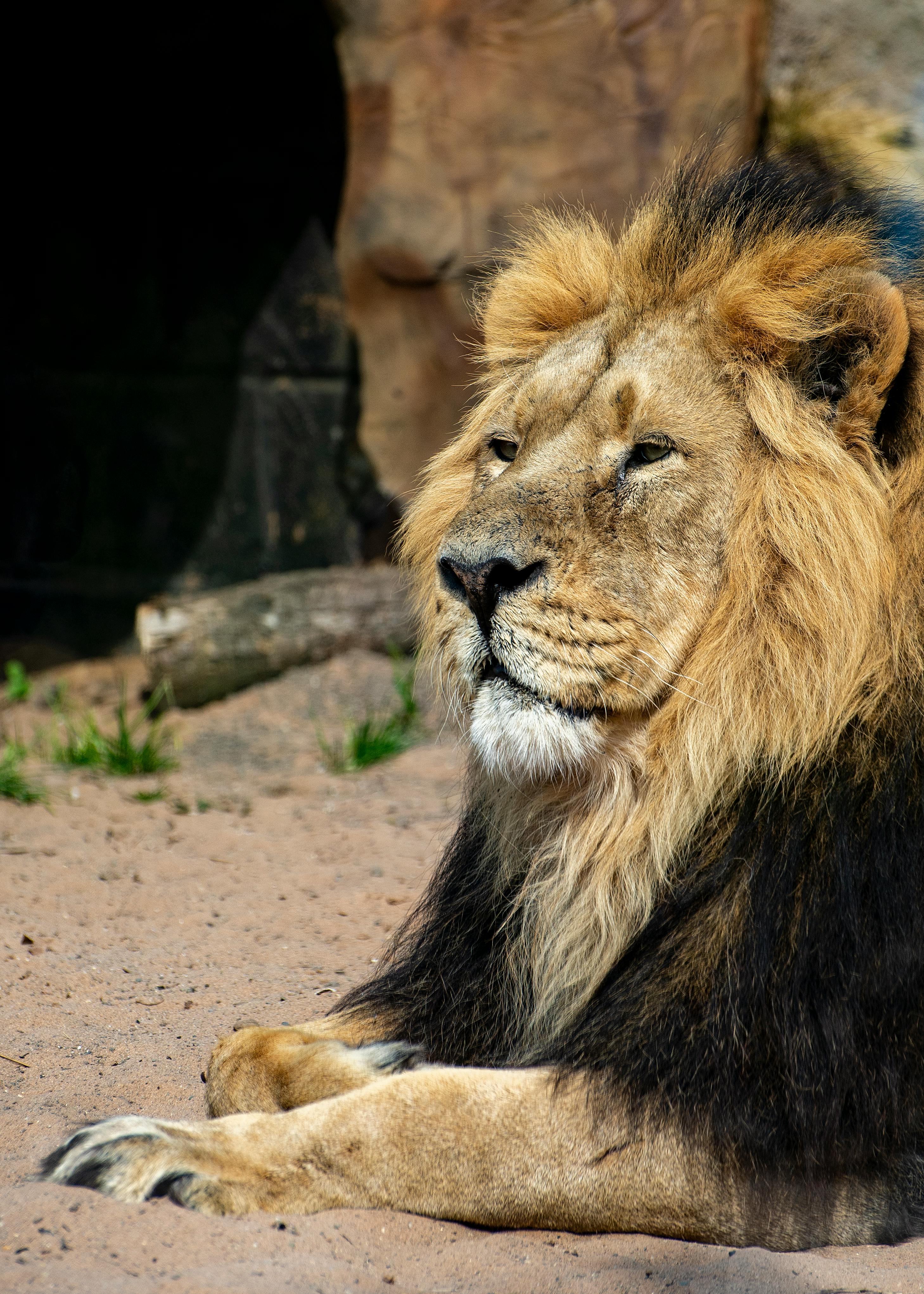 Lions Horizontal Photos, Download The BEST Free Lions Horizontal Stock ...