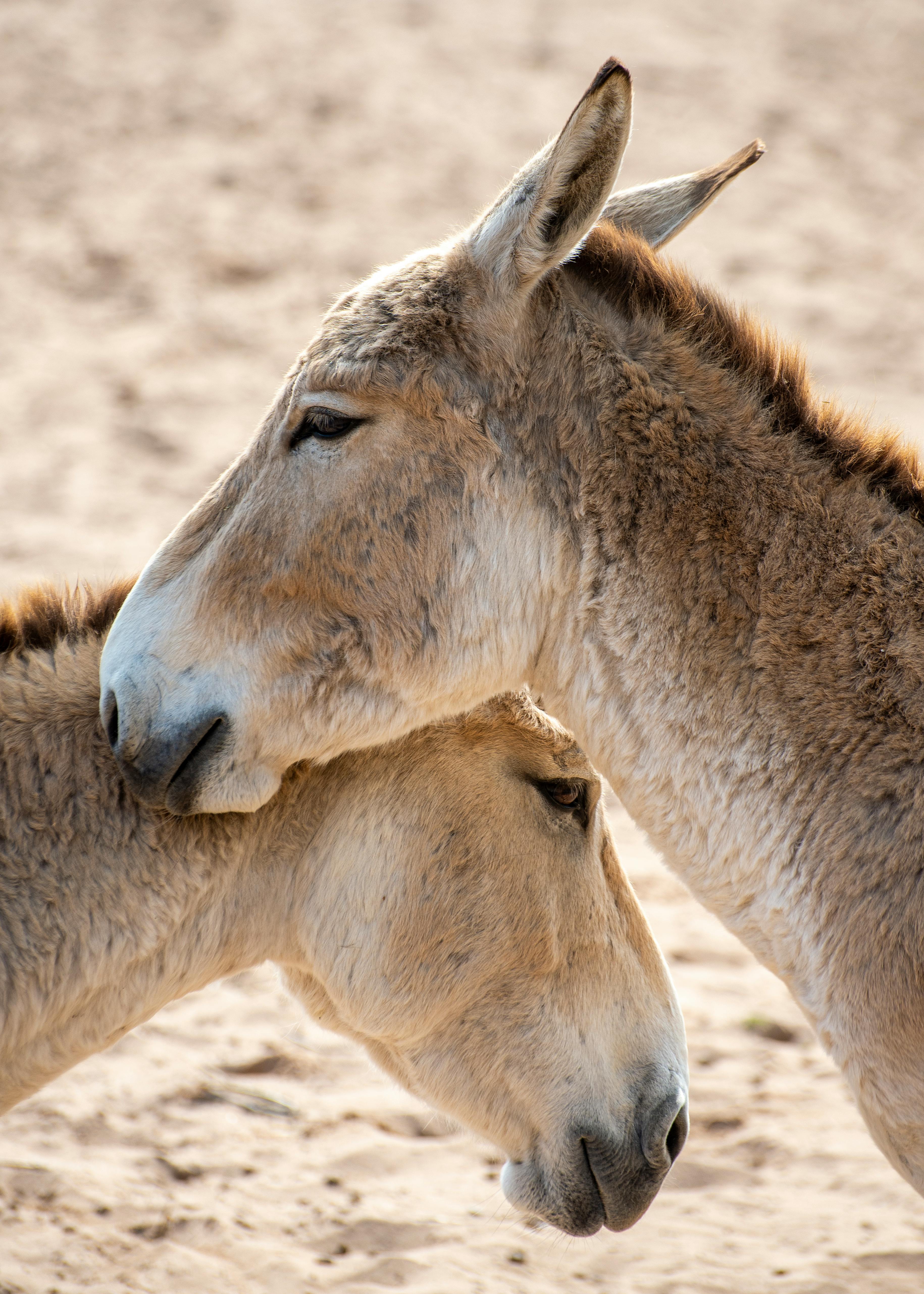 Close up of Donkeys Heads · Free Stock Photo