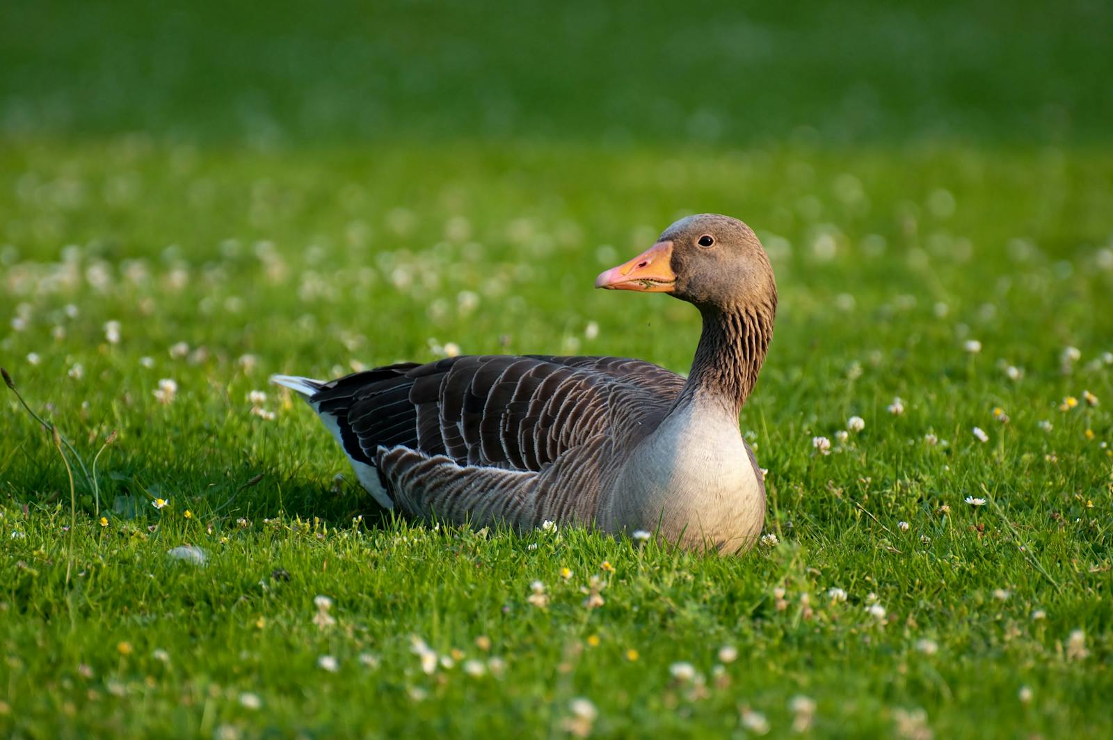 Goose Photos, Download The BEST Free Goose Stock Photos & HD Images