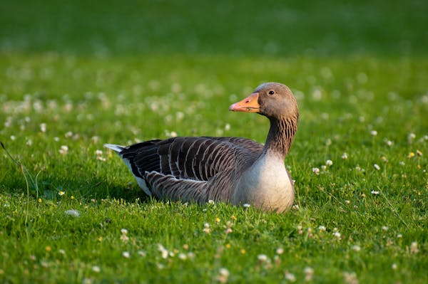 Goose Photos, Download The BEST Free Goose Stock Photos & HD Images