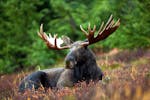 Moose Photos, Download The BEST Free Moose Stock Photos & HD Images