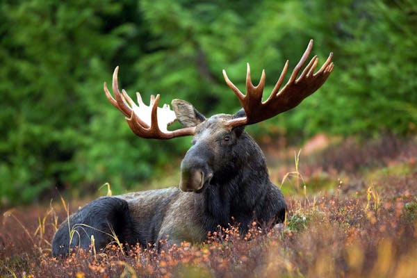 Moose Photos, Download The BEST Free Moose Stock Photos & HD Images