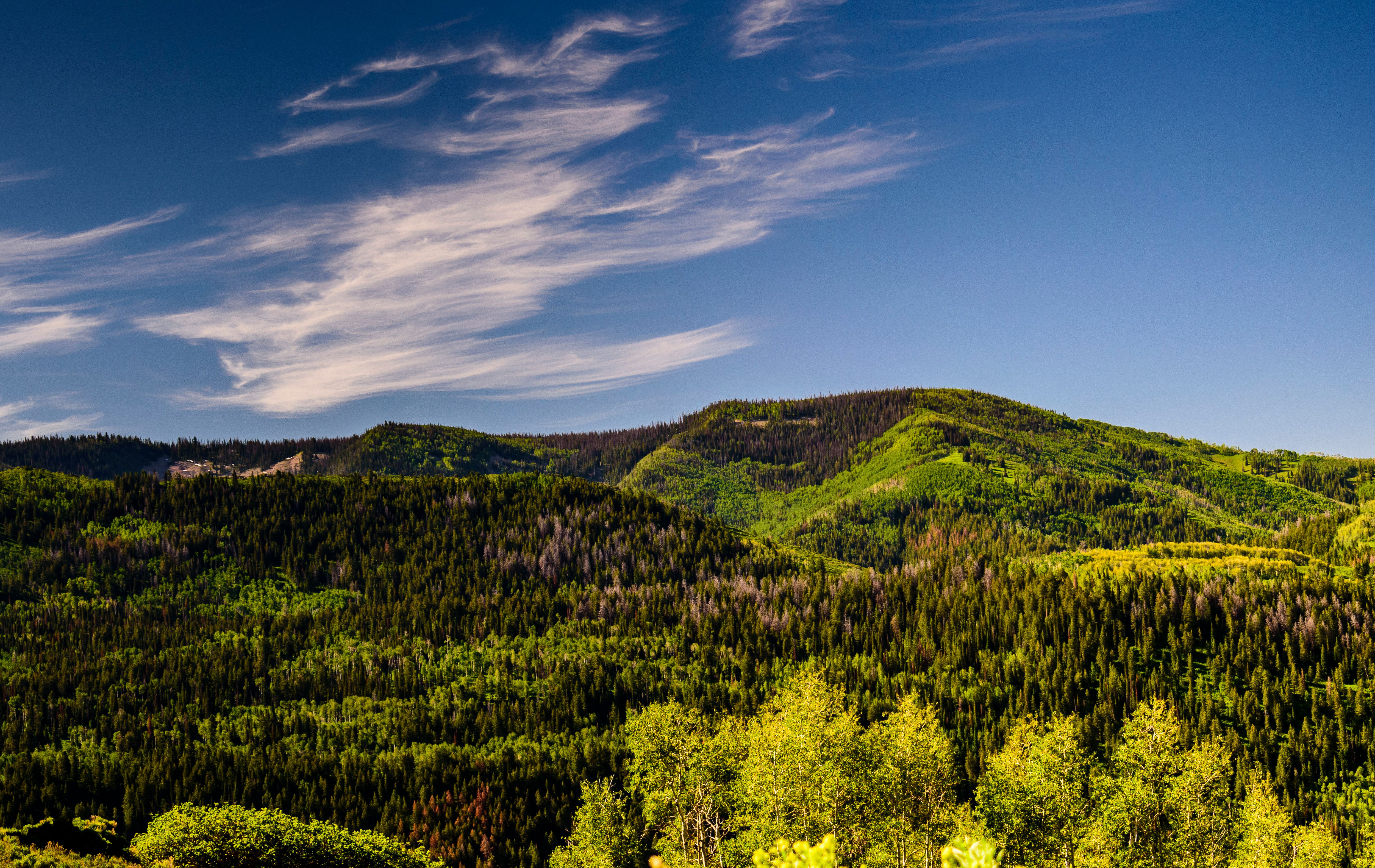 Green Tress and Mountain Under Blue Sky · Free Stock Photo